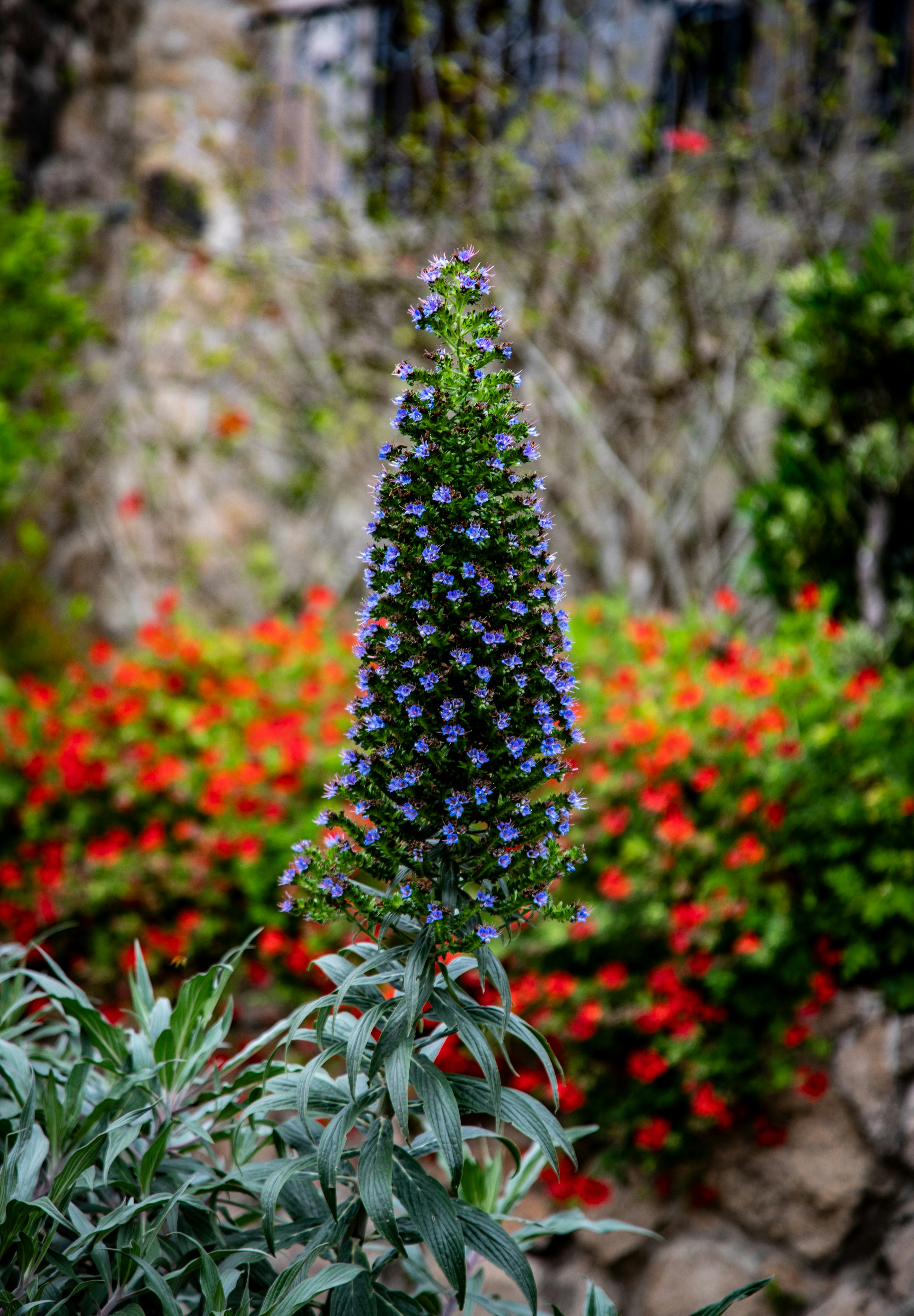 Tower of Lilac: A Spire of Blue Blooms in a Garden Blur