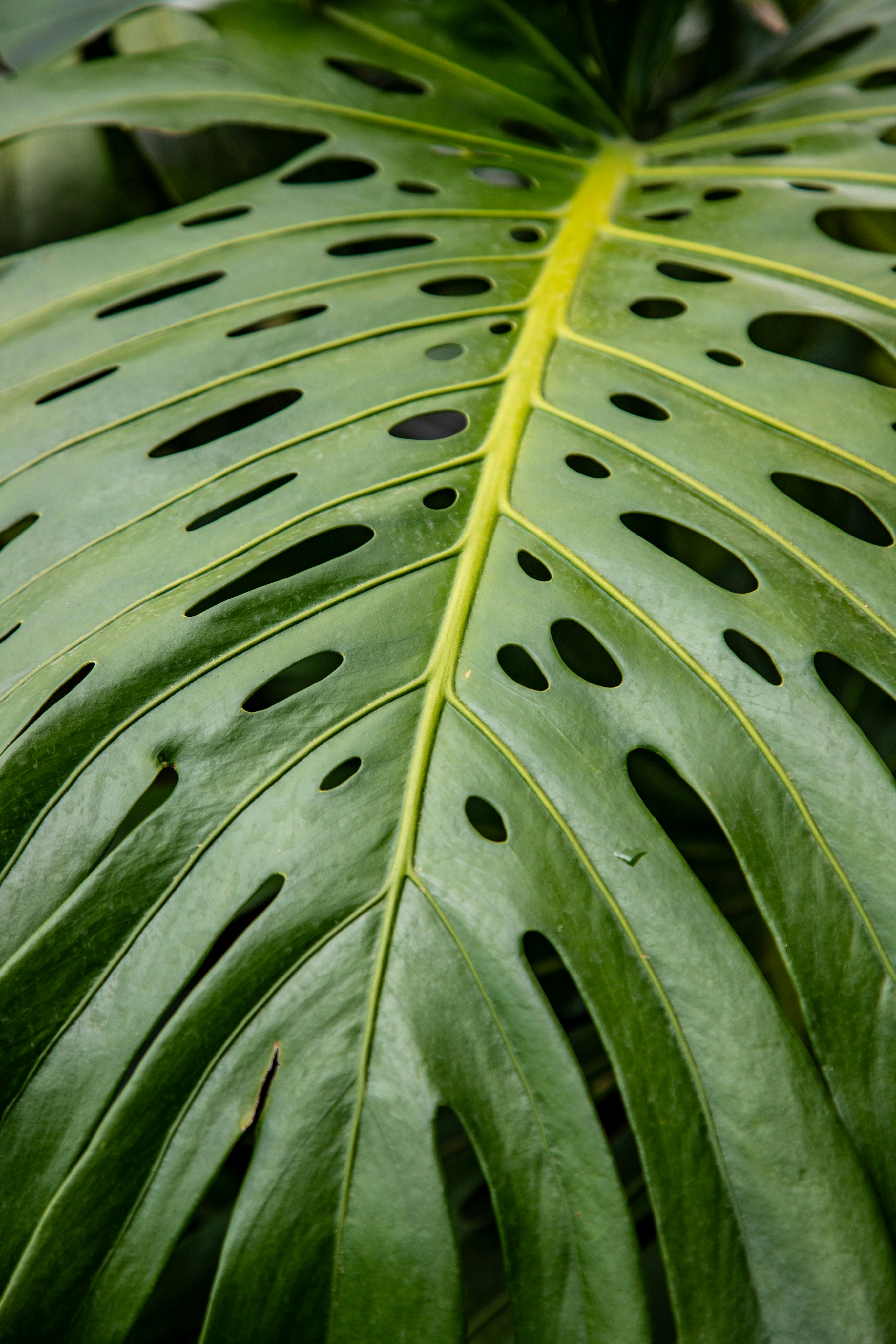 Line of Light: the Central Vein in a Monstera Leaf
