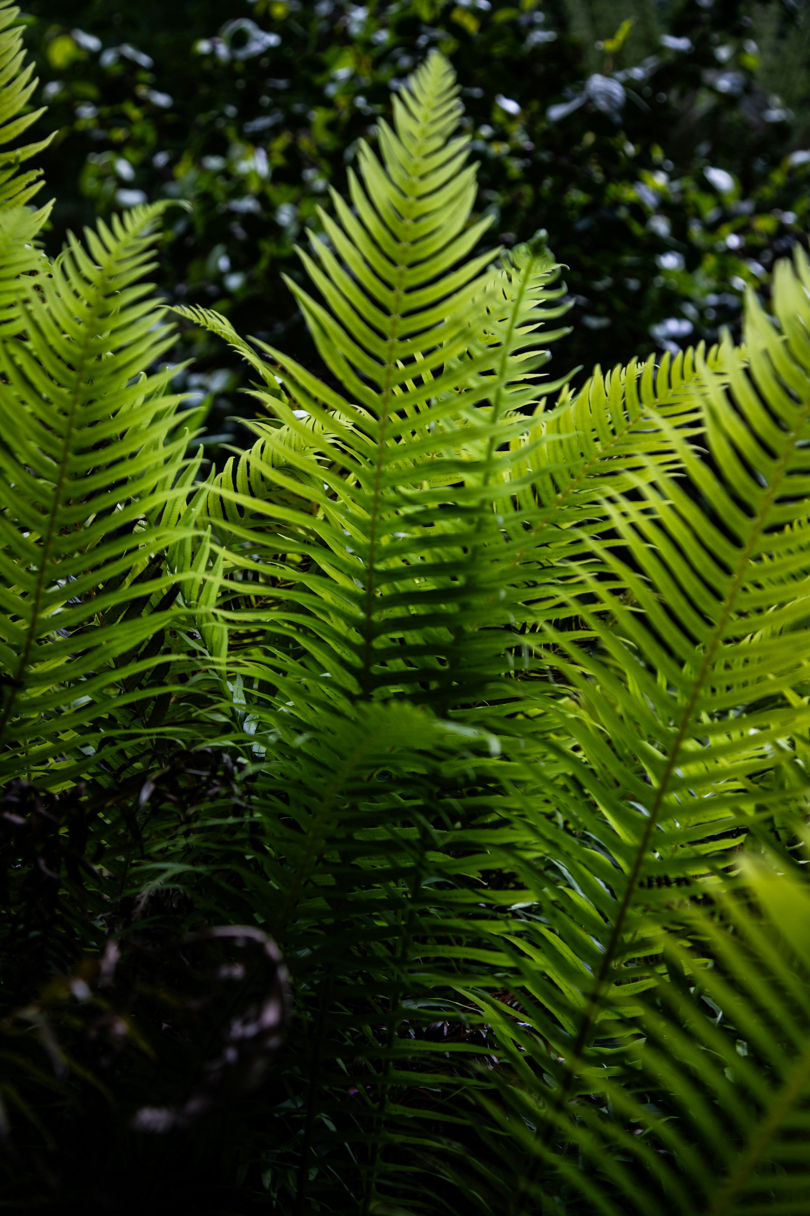 Emerald Fern Fronds Reaching Through Dappled Shade