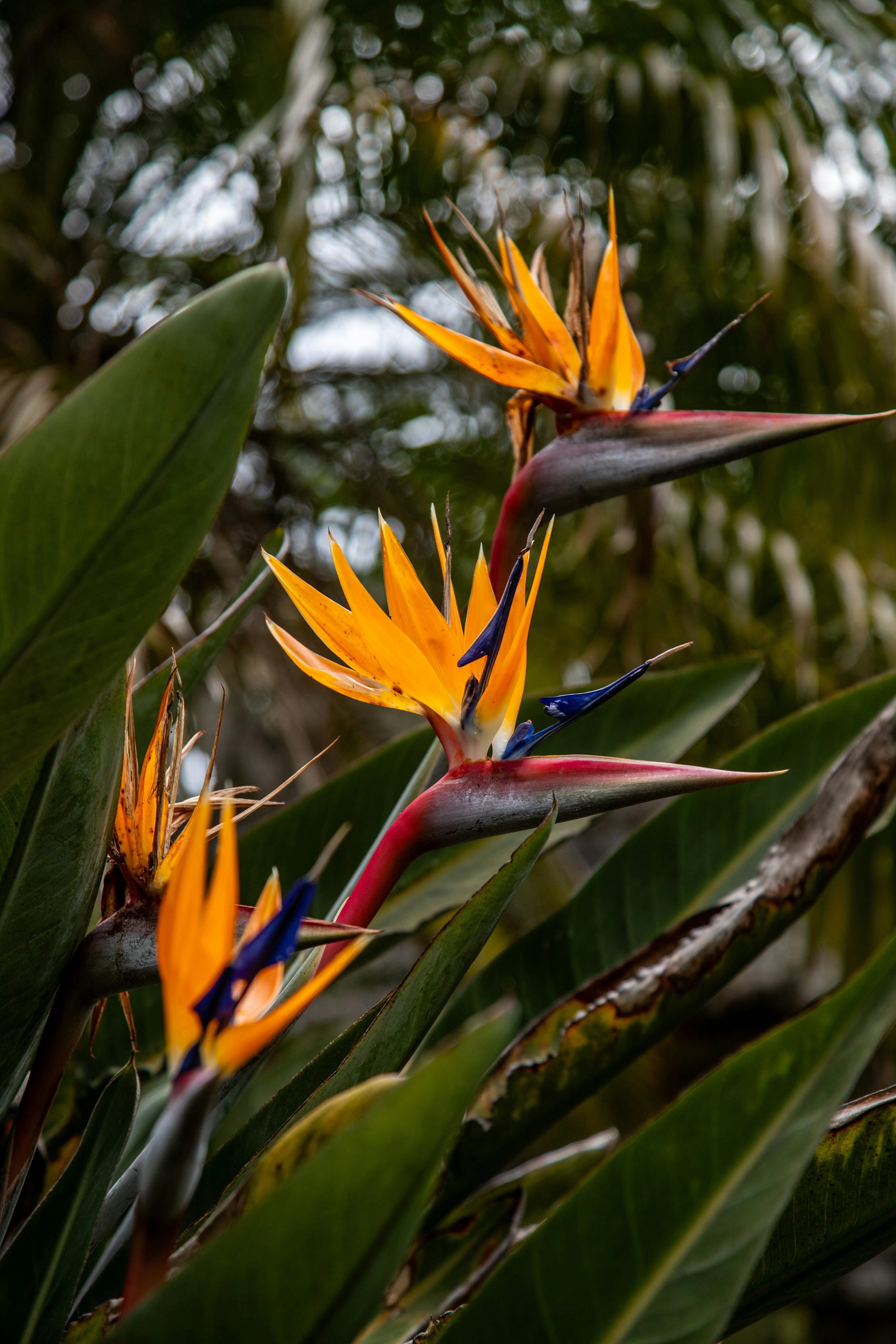Streaks of Orange: Heliconia Blossoms in a Quiet Jungle