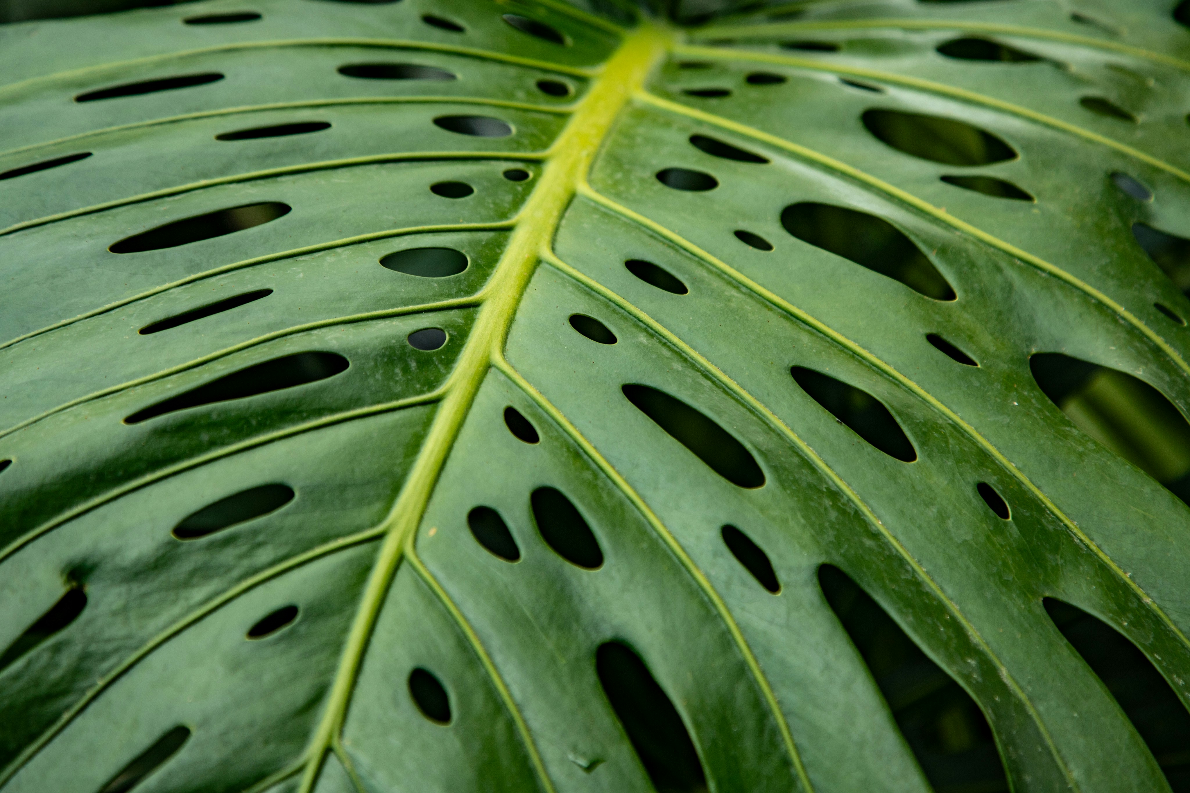 Split of Green: A Monstera Vein Trail