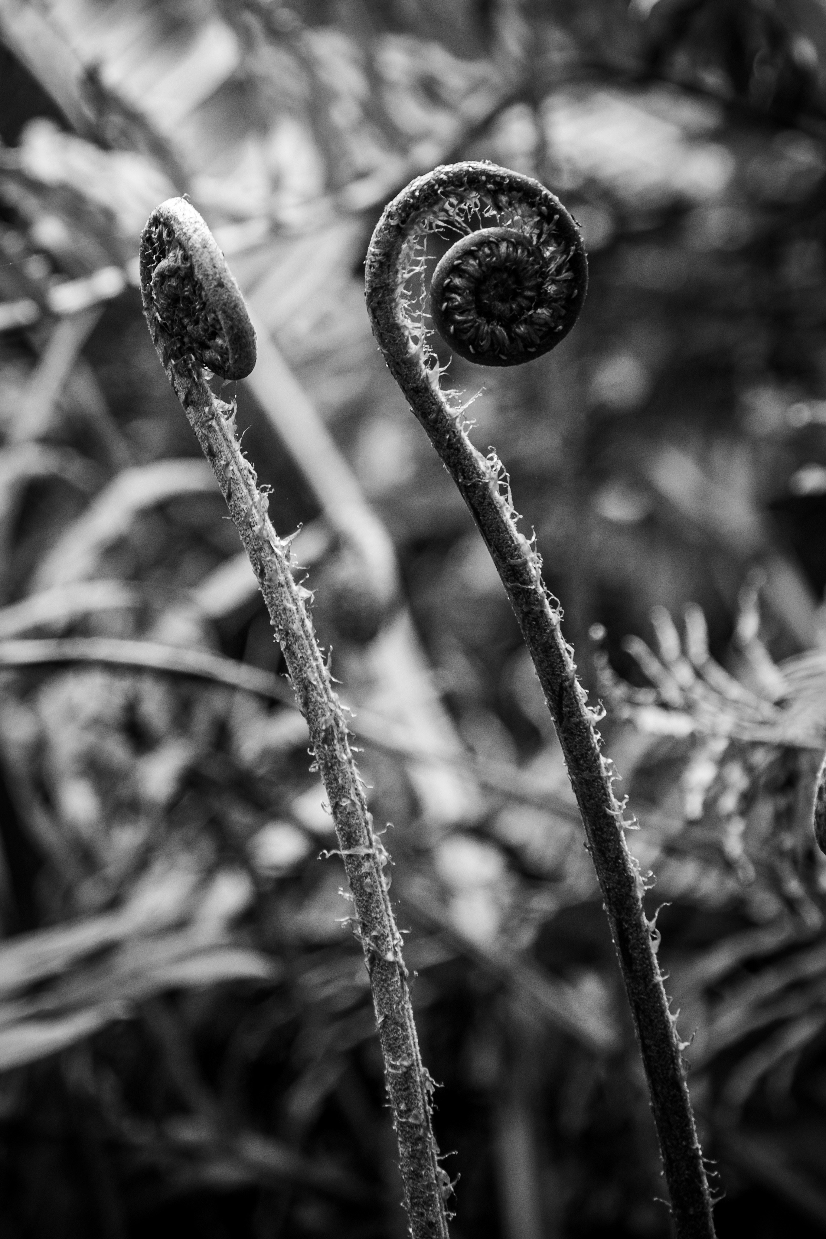 Curled Ferns in Frost: A Quiet Spiral in Monochrome