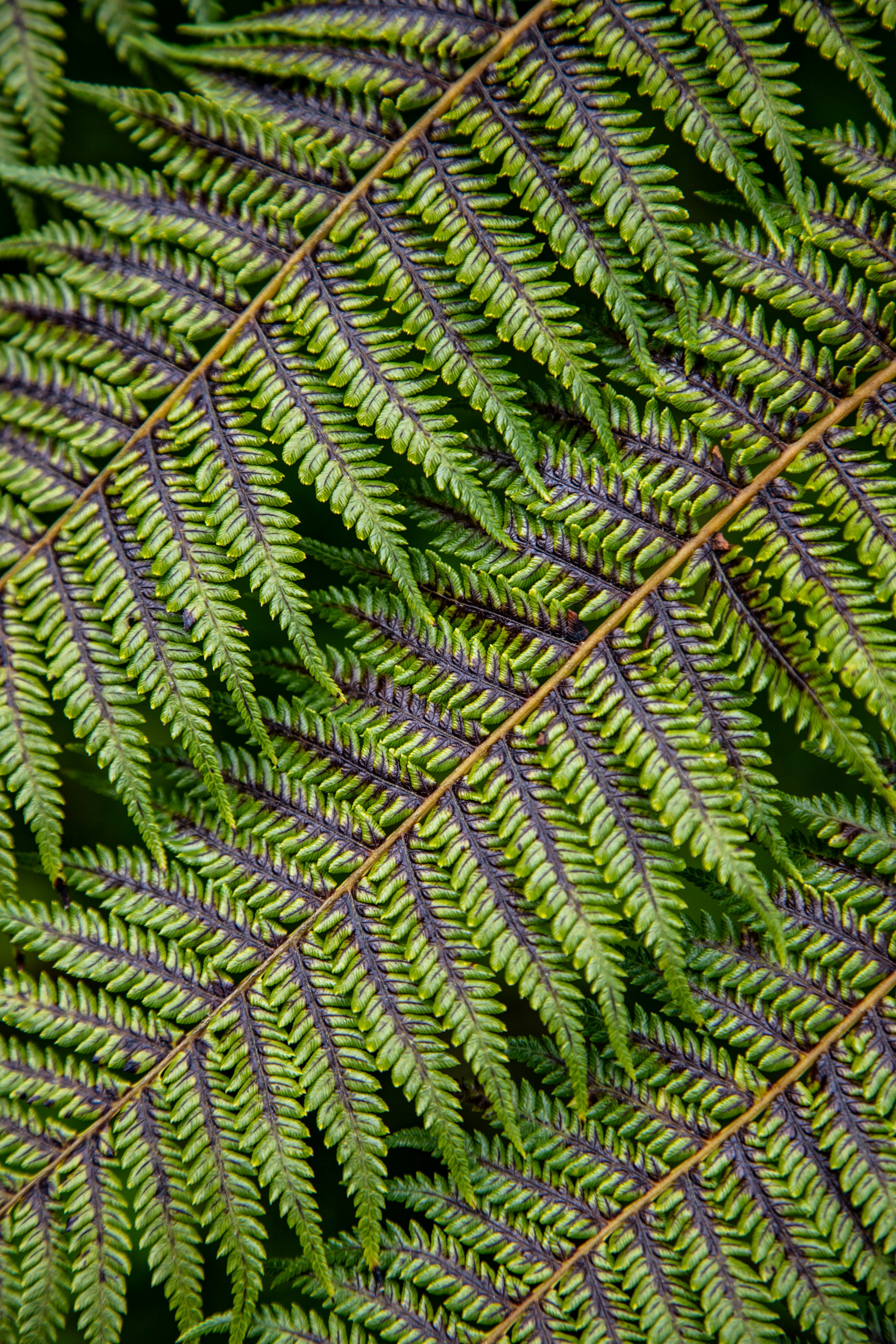 Interwoven Fern Tracery: A Green Lattice of Fronds
