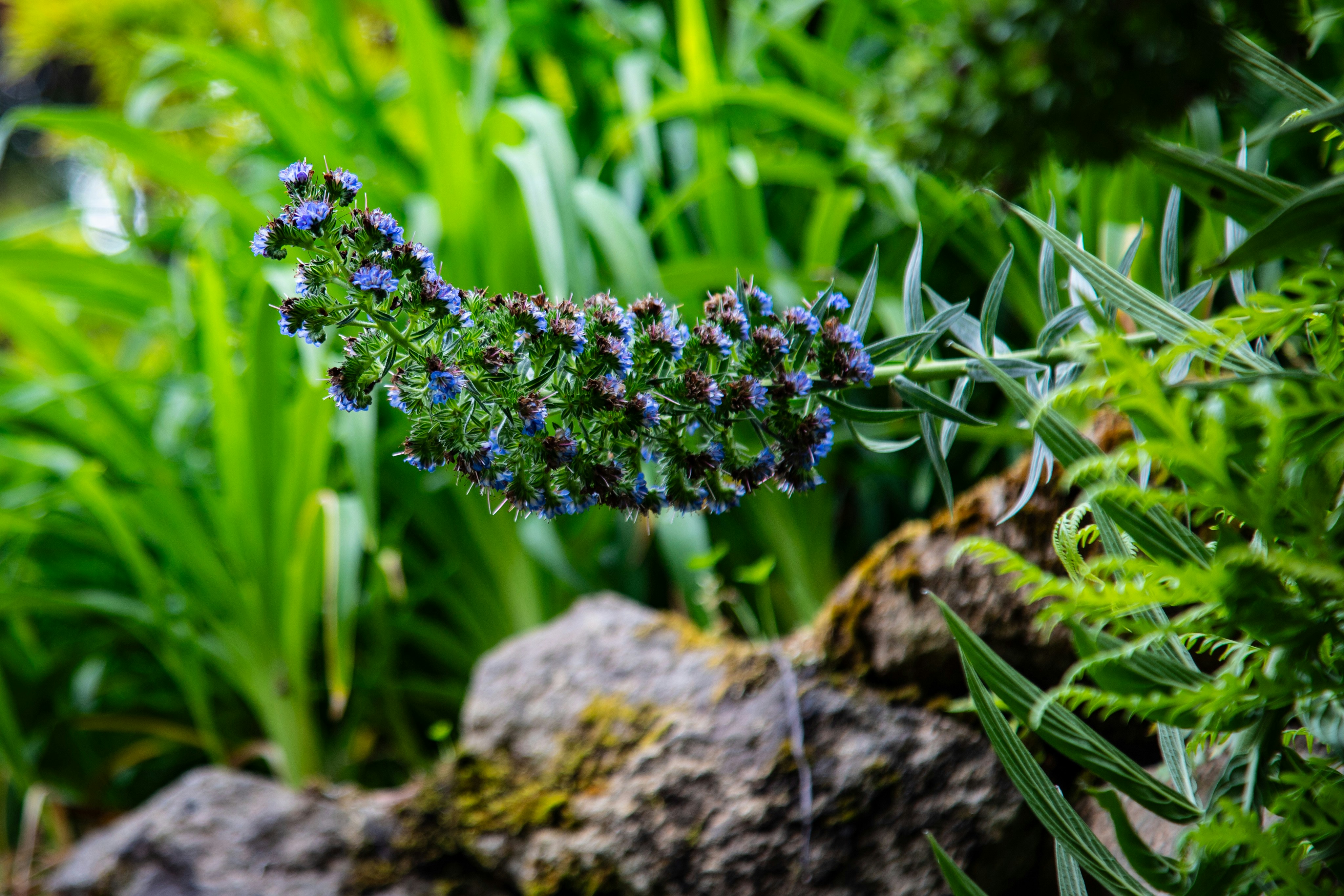 Blue-tinged flower spike resting on weathered stone amidst lush greenery