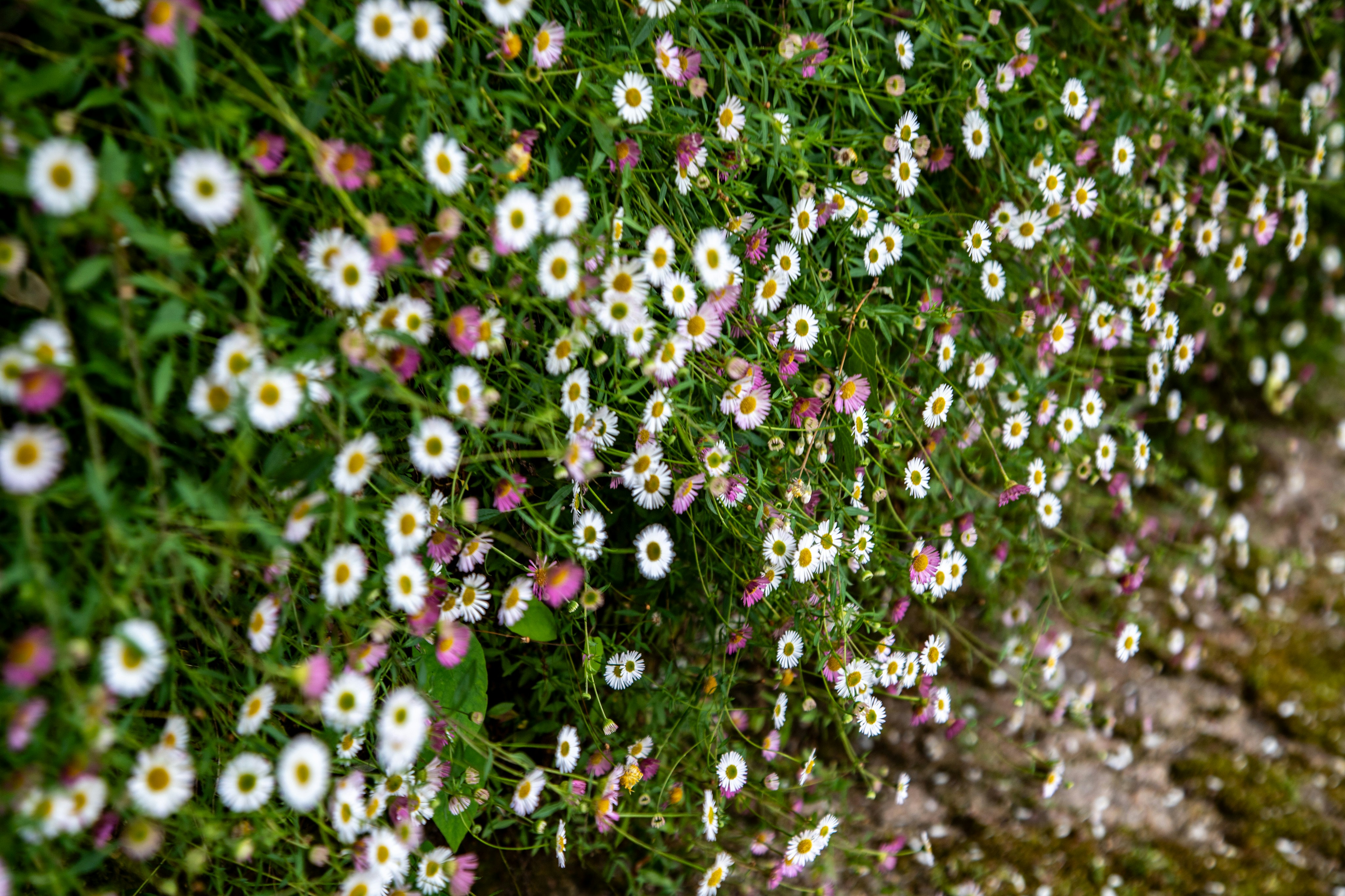 Daisy Field at the Edge of a Mossy Path