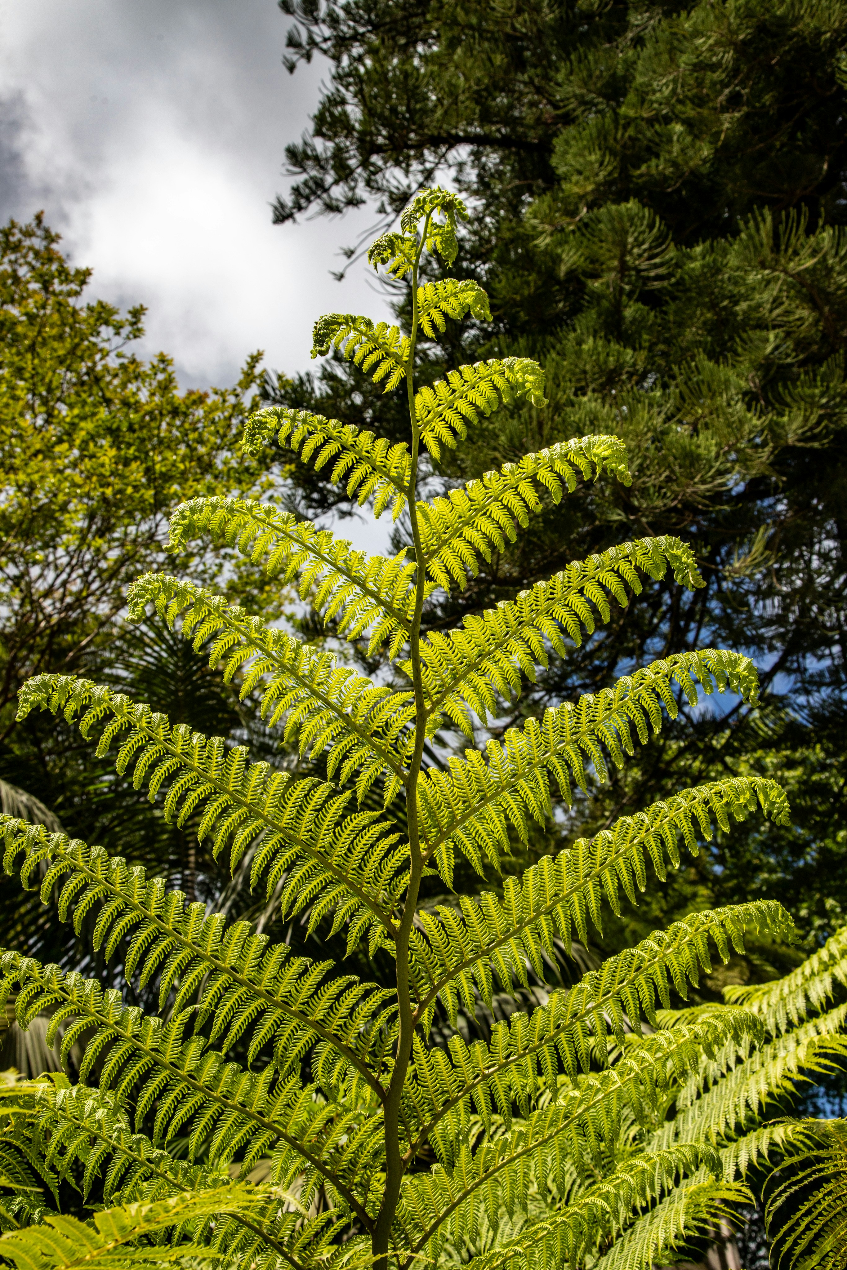 Sunlit Fern Frond Reaches Toward the Sky