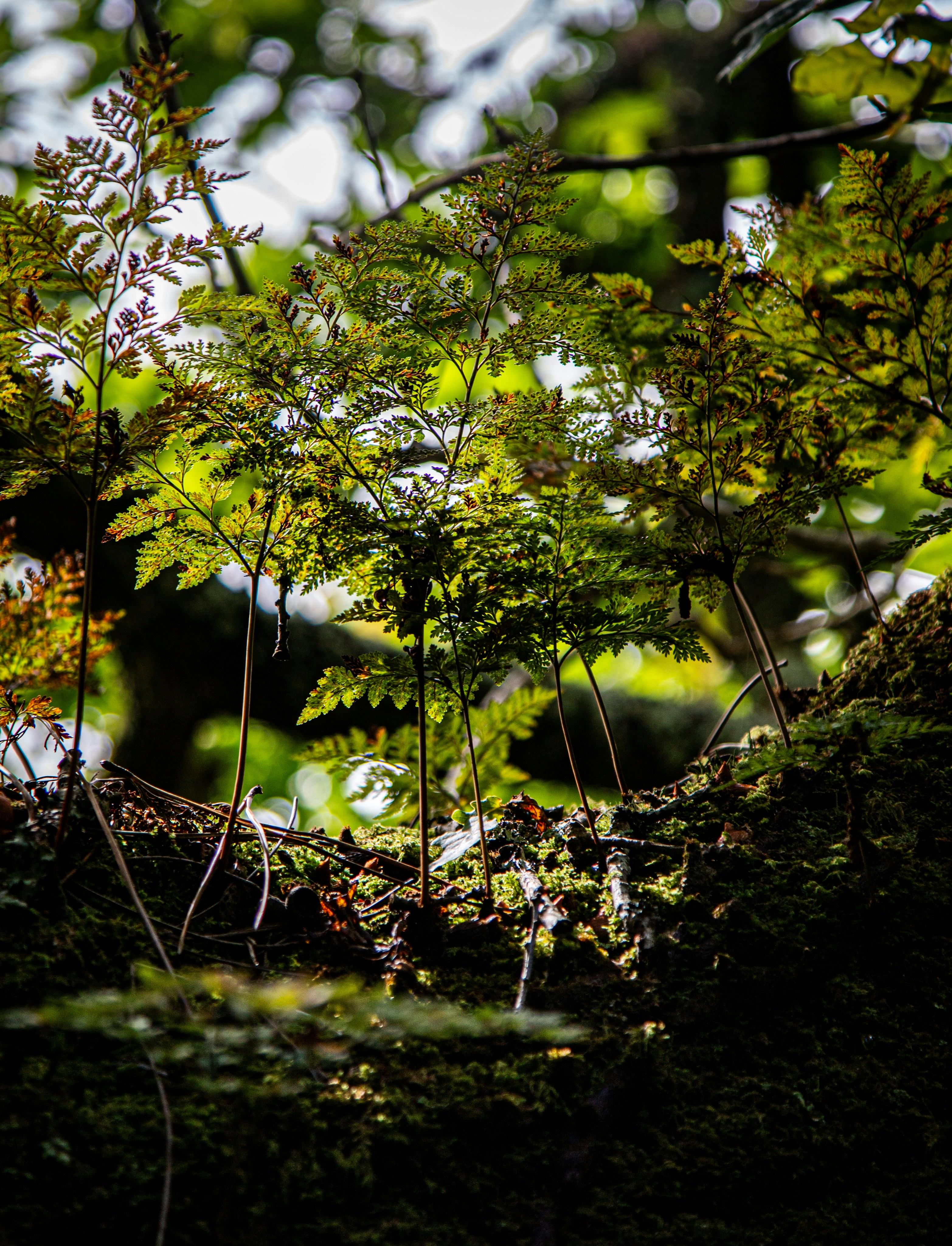 Sunlit Fern Canopy: Quiet Details in Green Light