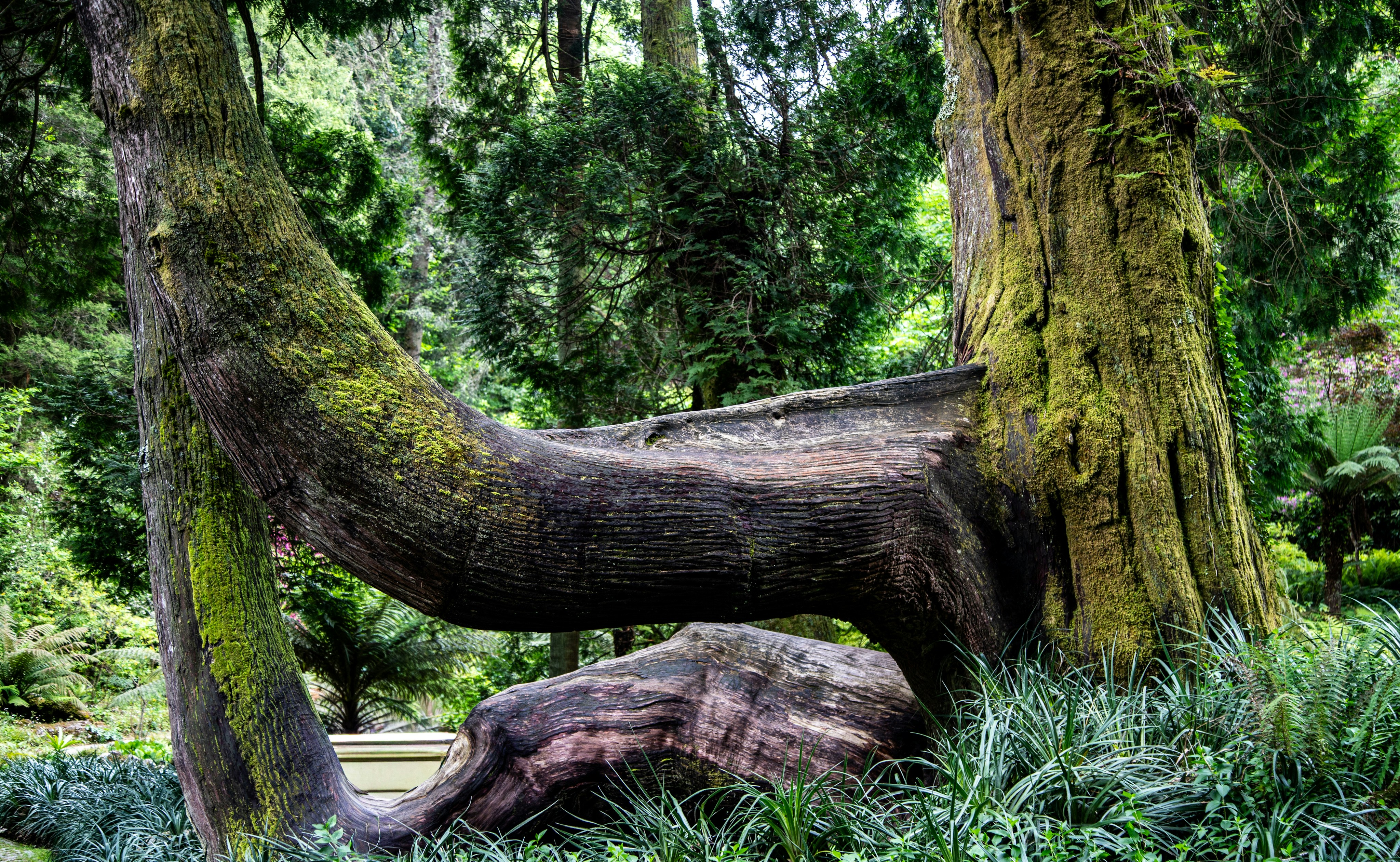 Ancient Arched Root: A Moss-Covered Relic Bridging Forest Paths