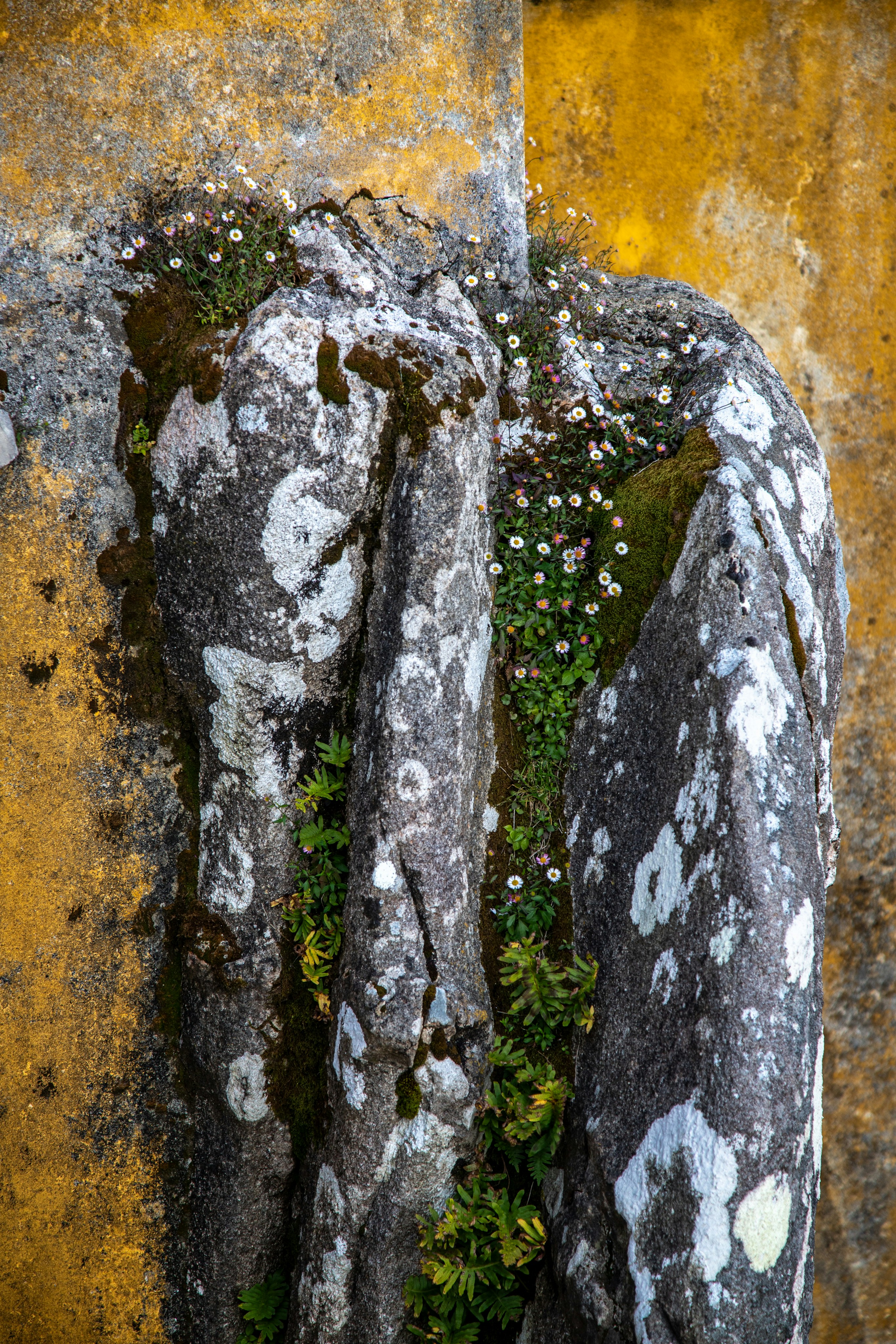 Weathered Stone Ribs with Flora in a Lichen-Wrapped Crevice