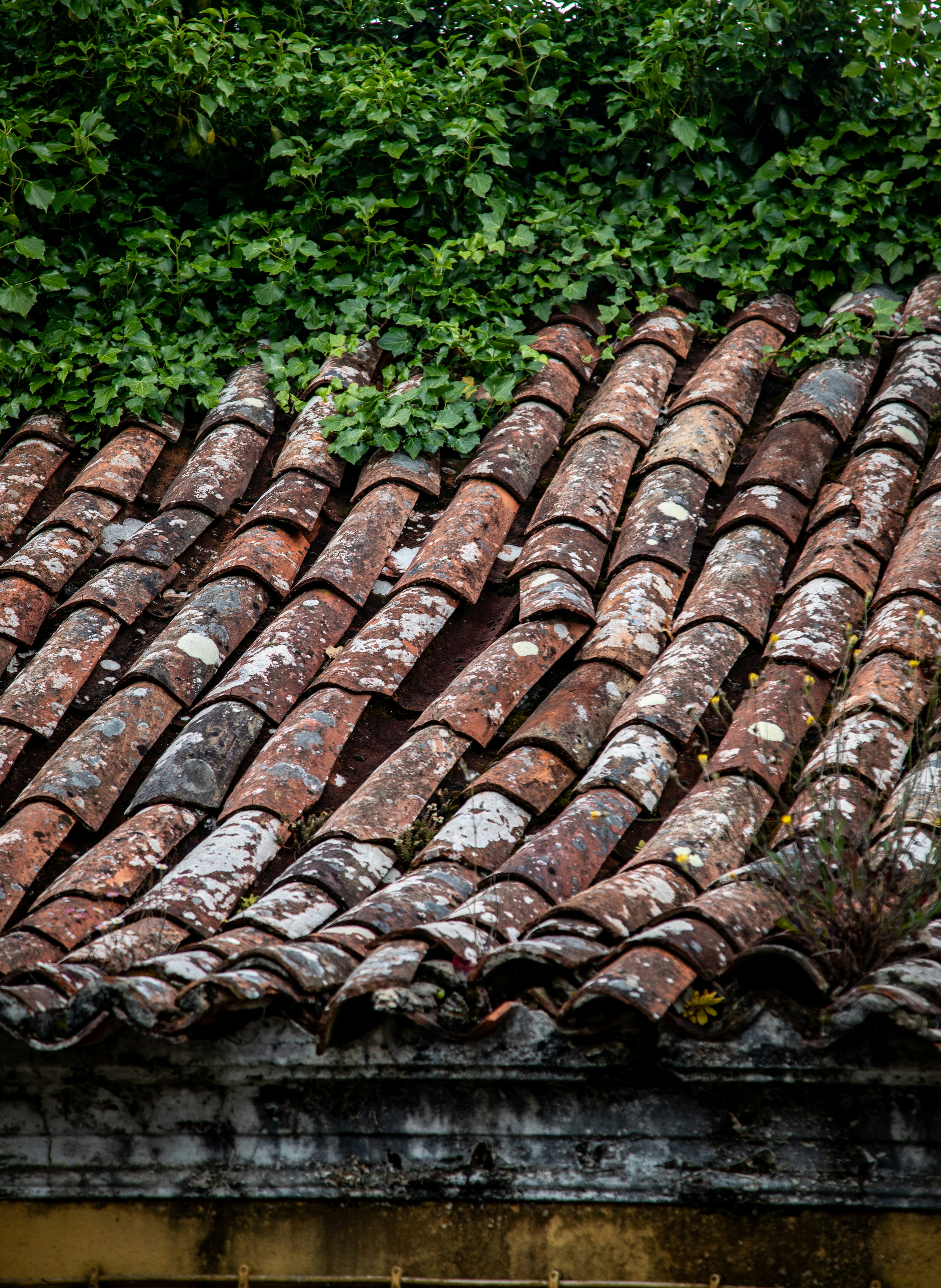 Weathered terracotta tiles climbing a mossy roof