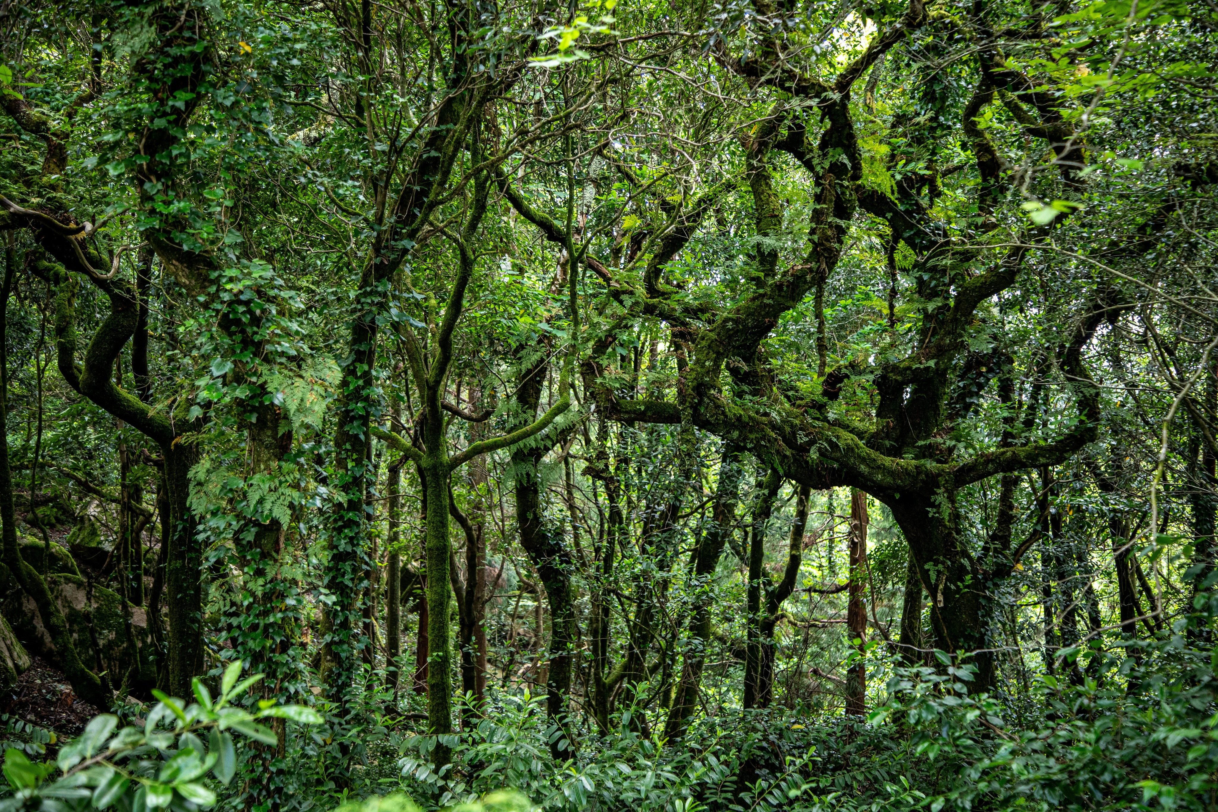 Ancient Green Cathedral: A Forest of Wurled Branches