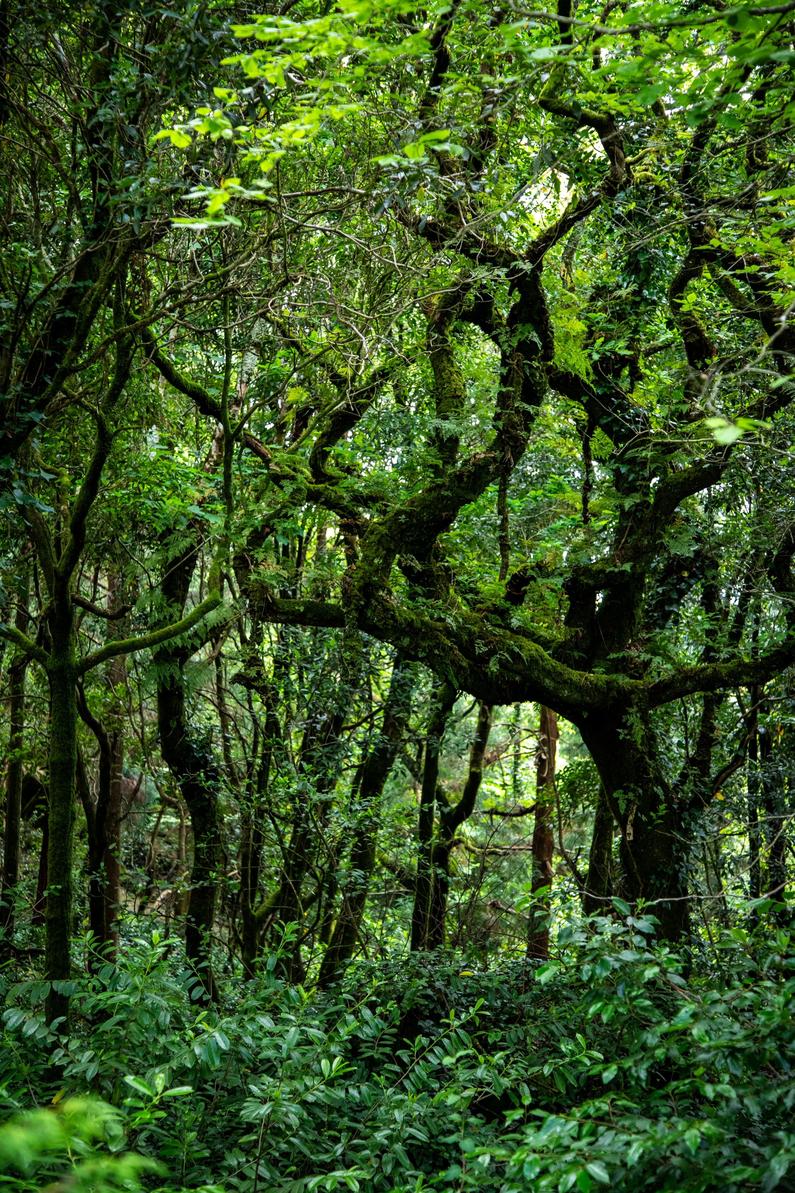 Whispering Giants: A Green Umbrella of Mossy Branches