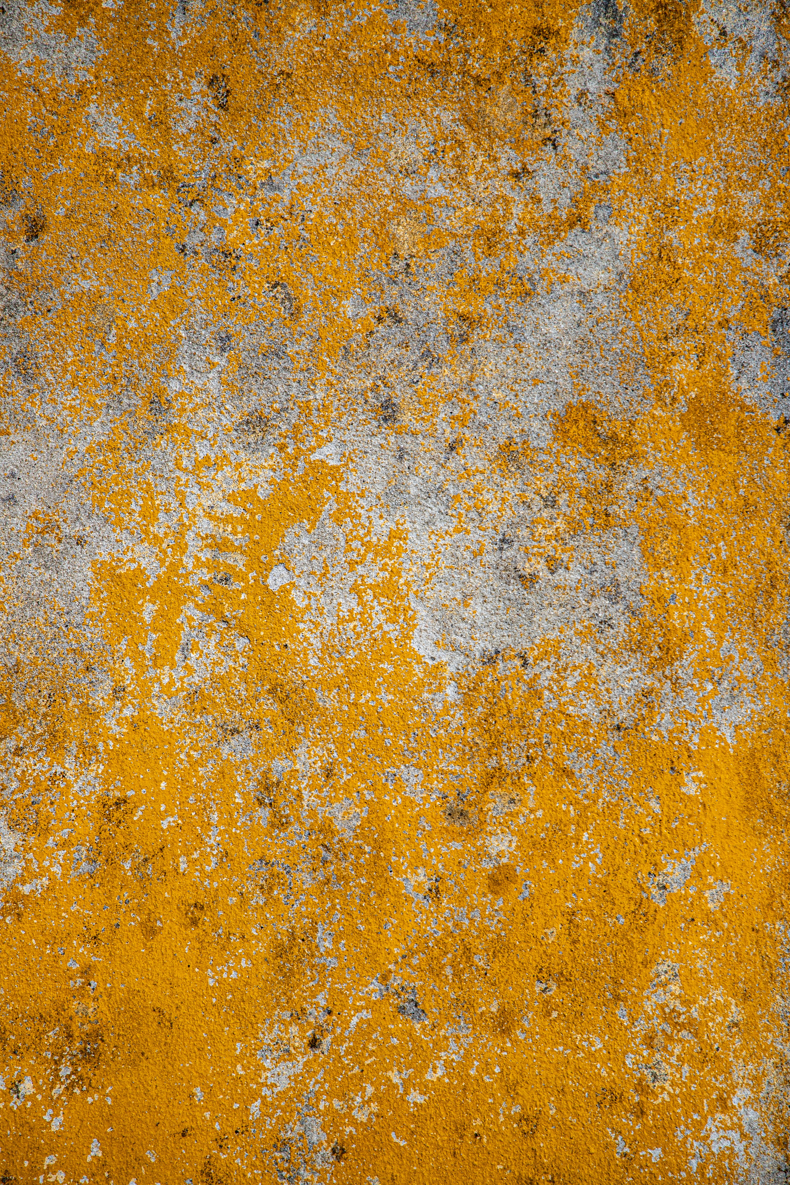 Weathered Orange: A Close-Up of Lichen on Concrete