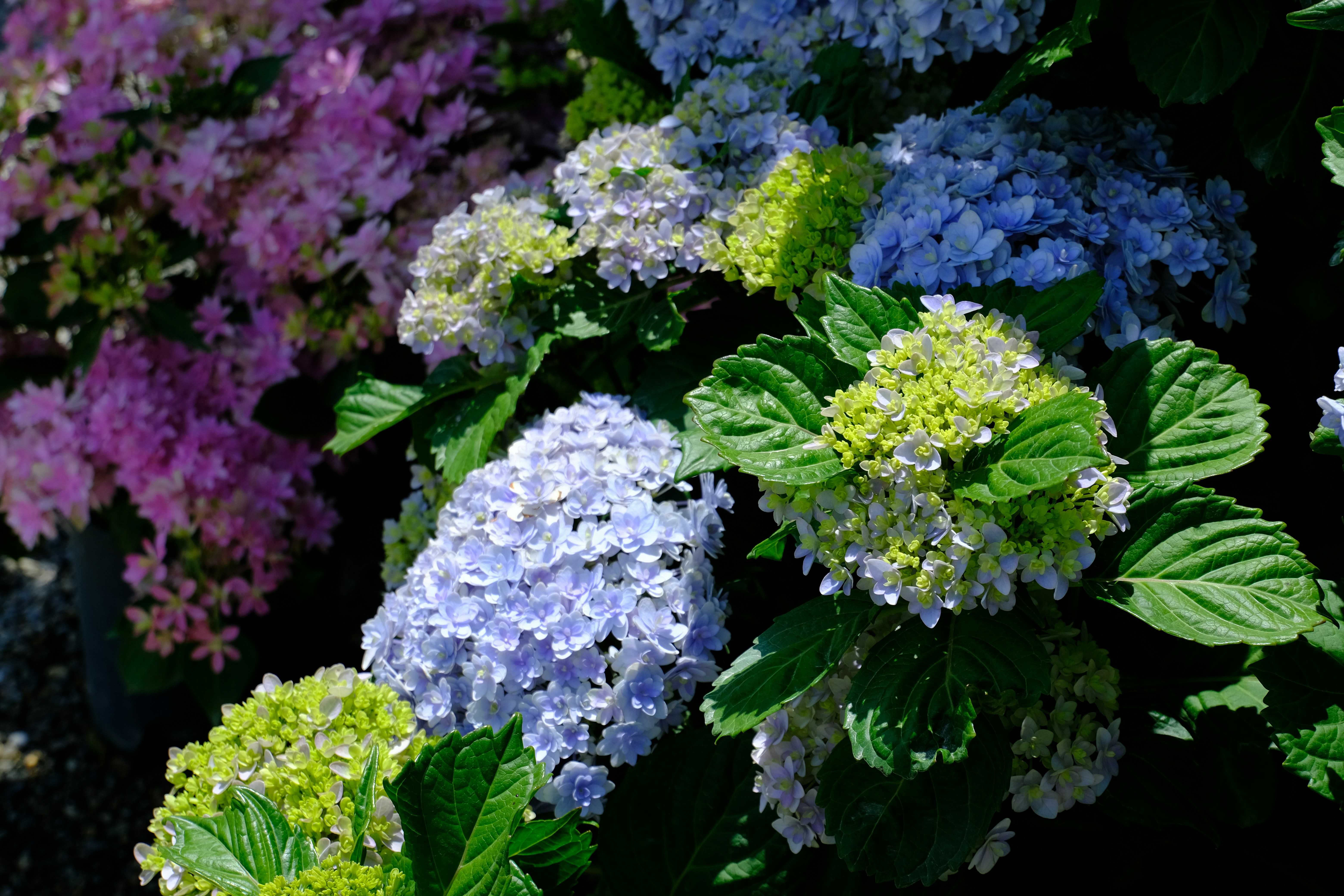 Hydrangea Spotlight: A Patchwork of Blues and Greens