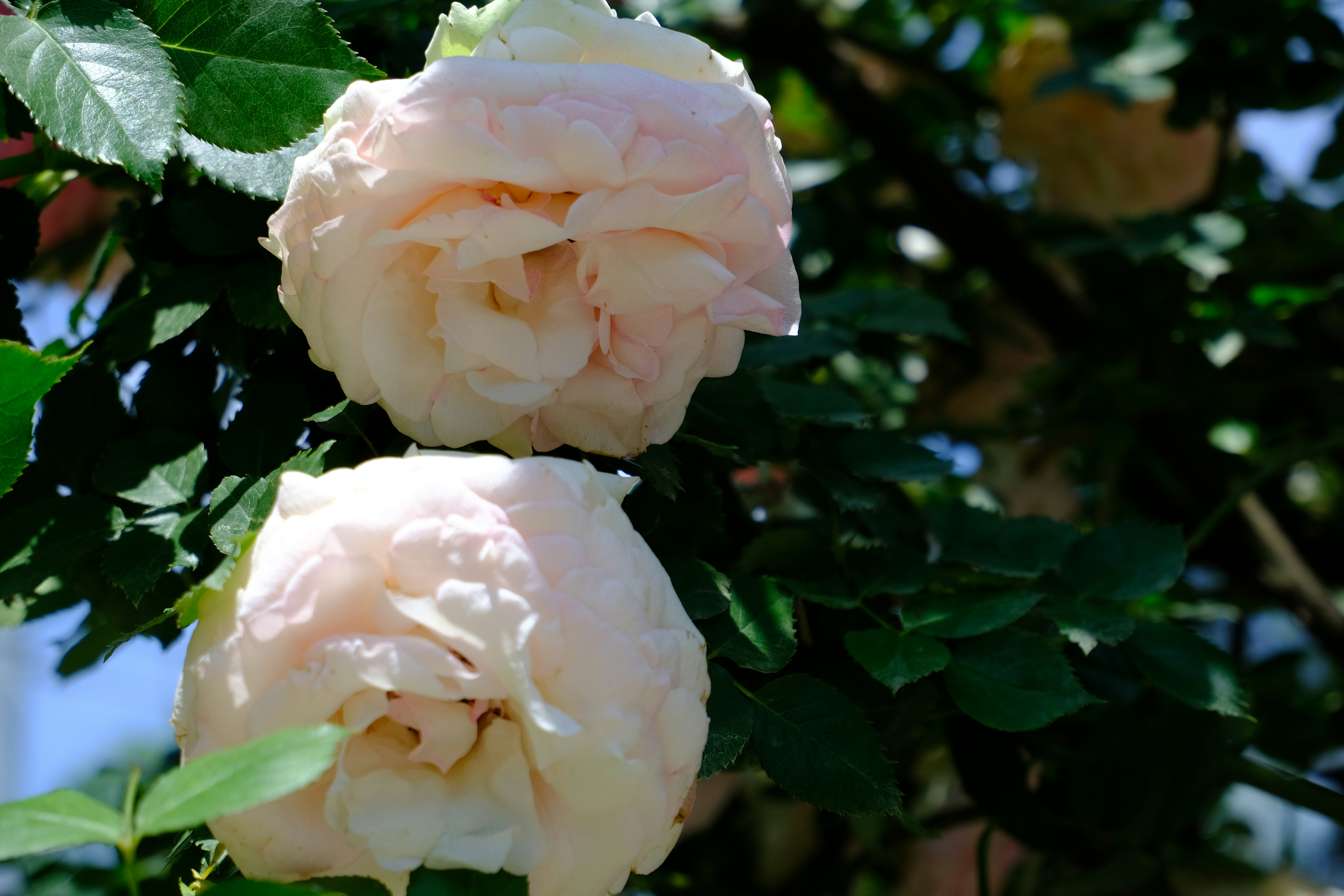 Soft Petals in Sunlight: A Pair of Creamy Ivory Roses