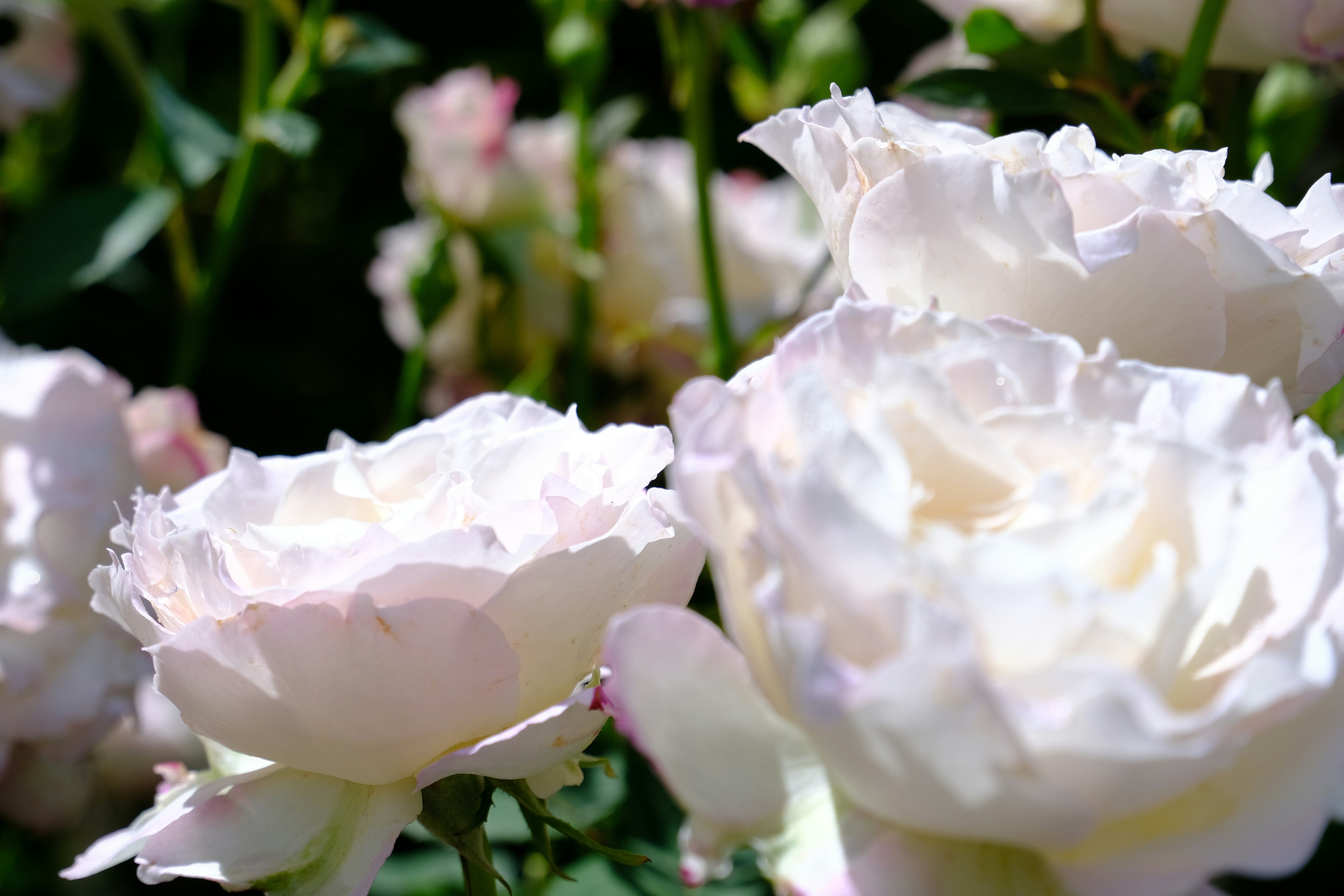 Petal Choir: Soft White Roses in Early Glow