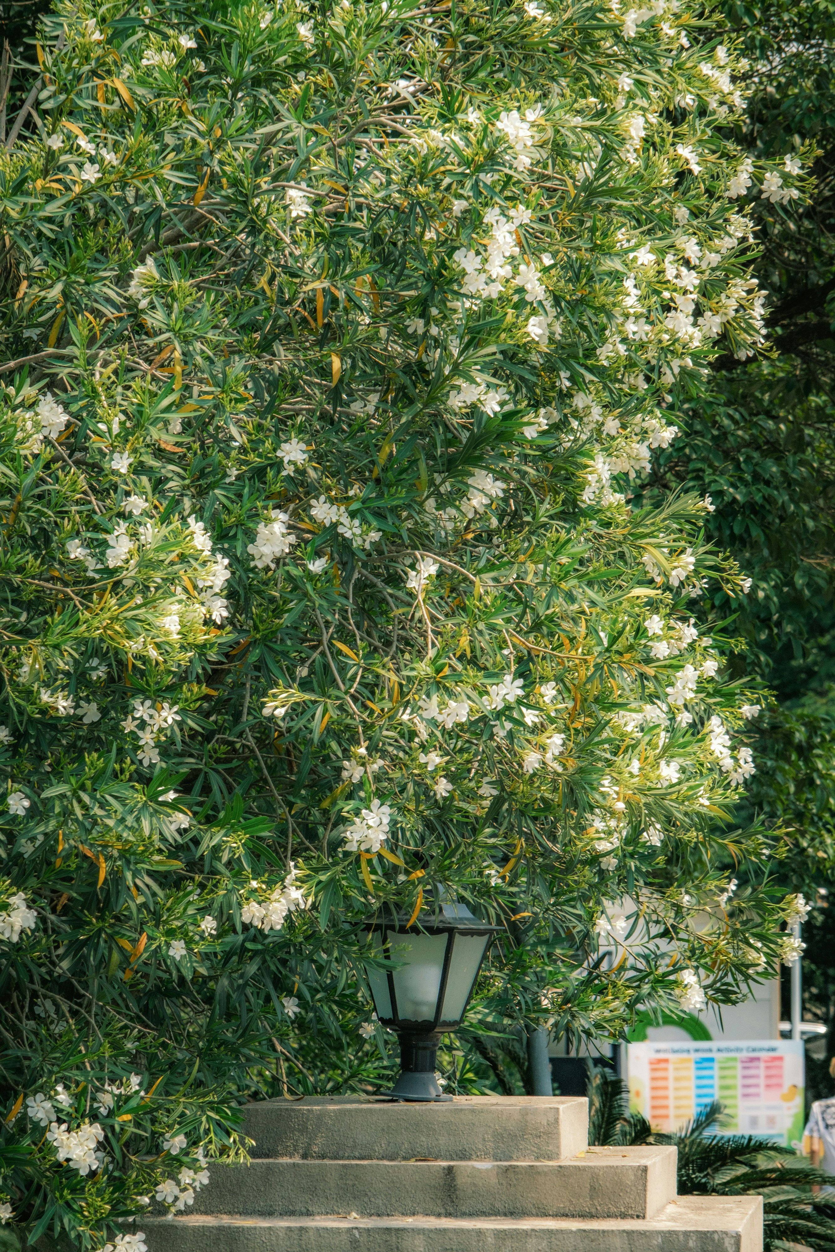 White bloom canopy over stone steps and a classic streetlamp