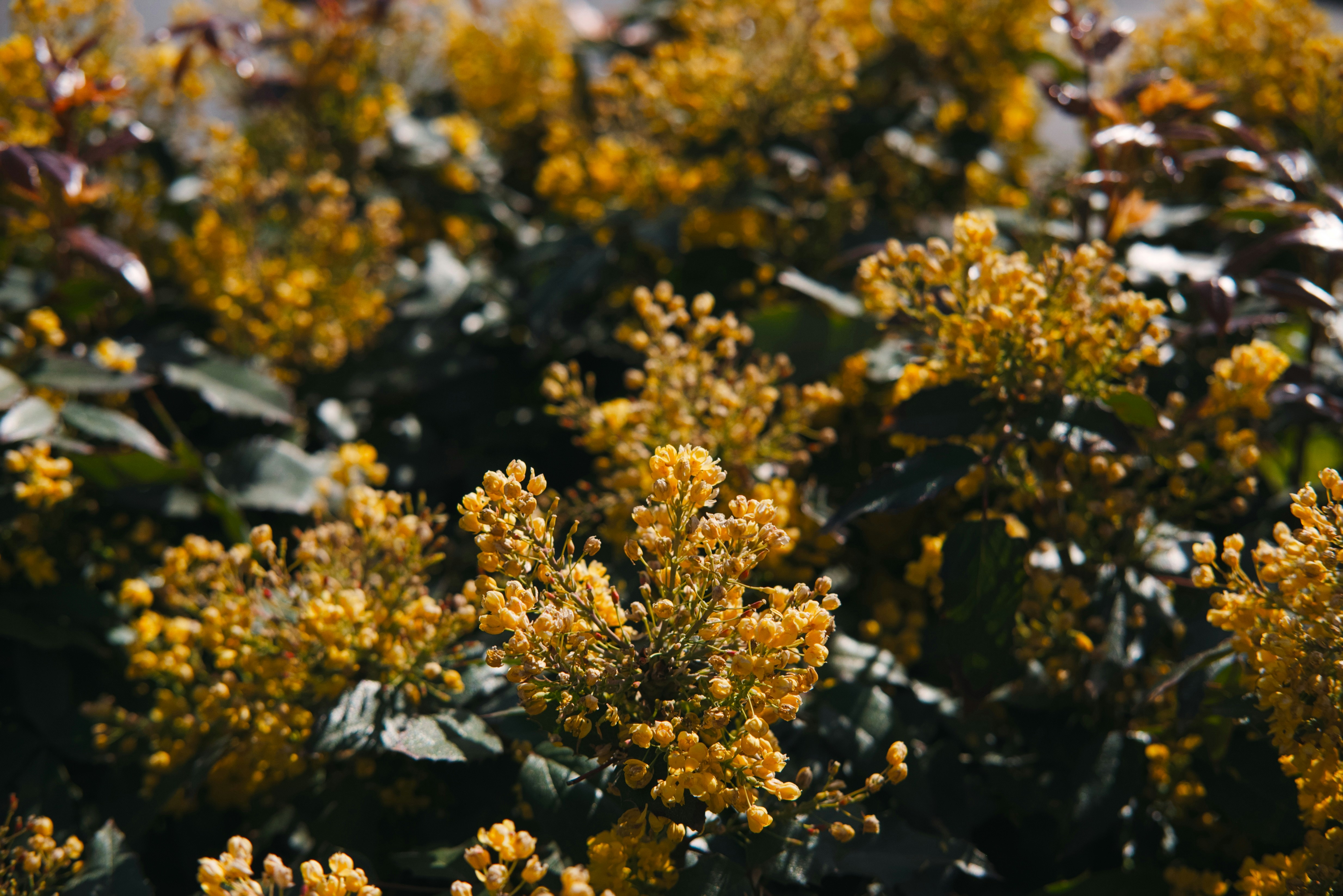 Golden Panicles in Autumn Light