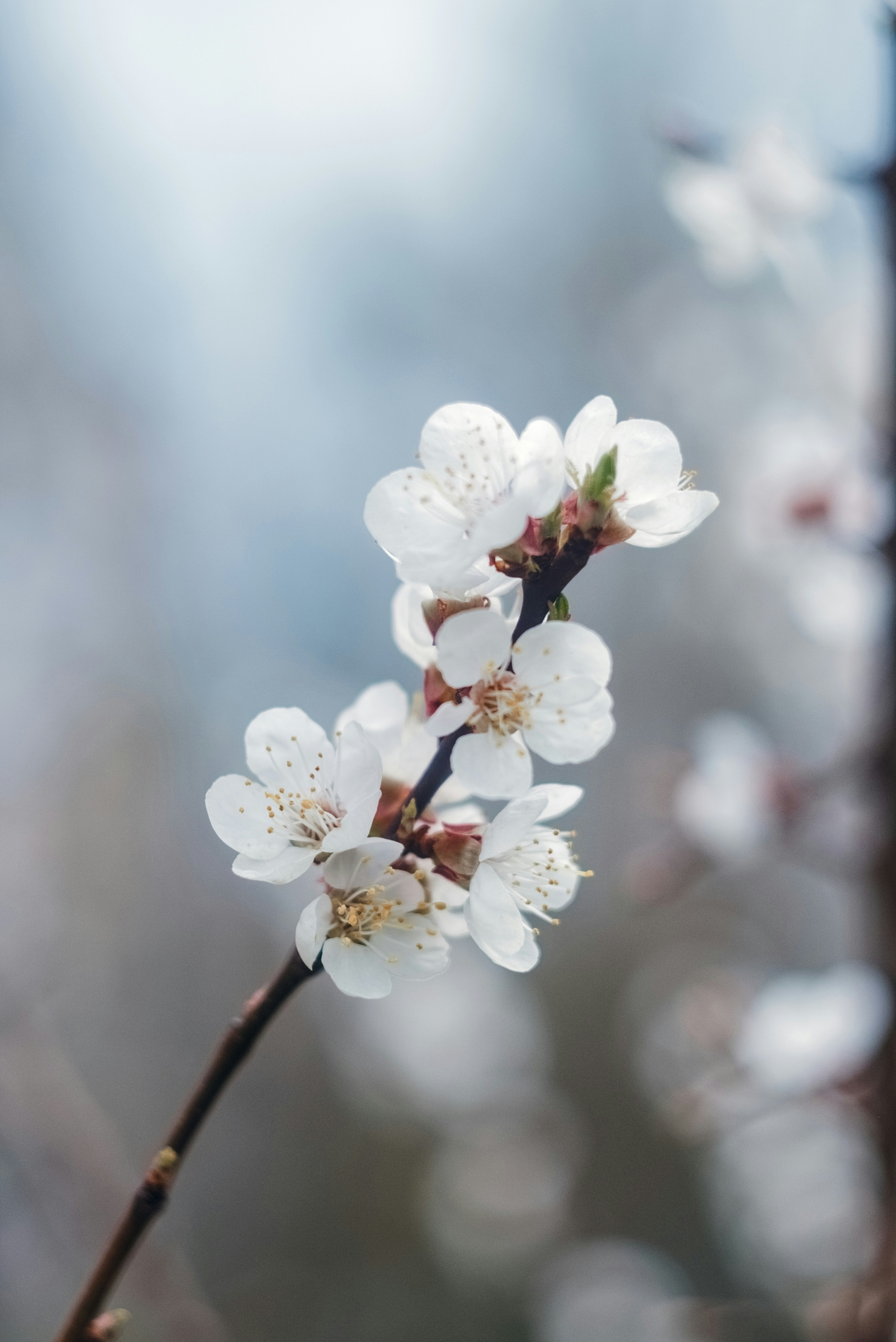 Blossoms in Focus: A Delicate White Ensemble on a Dewy Branch