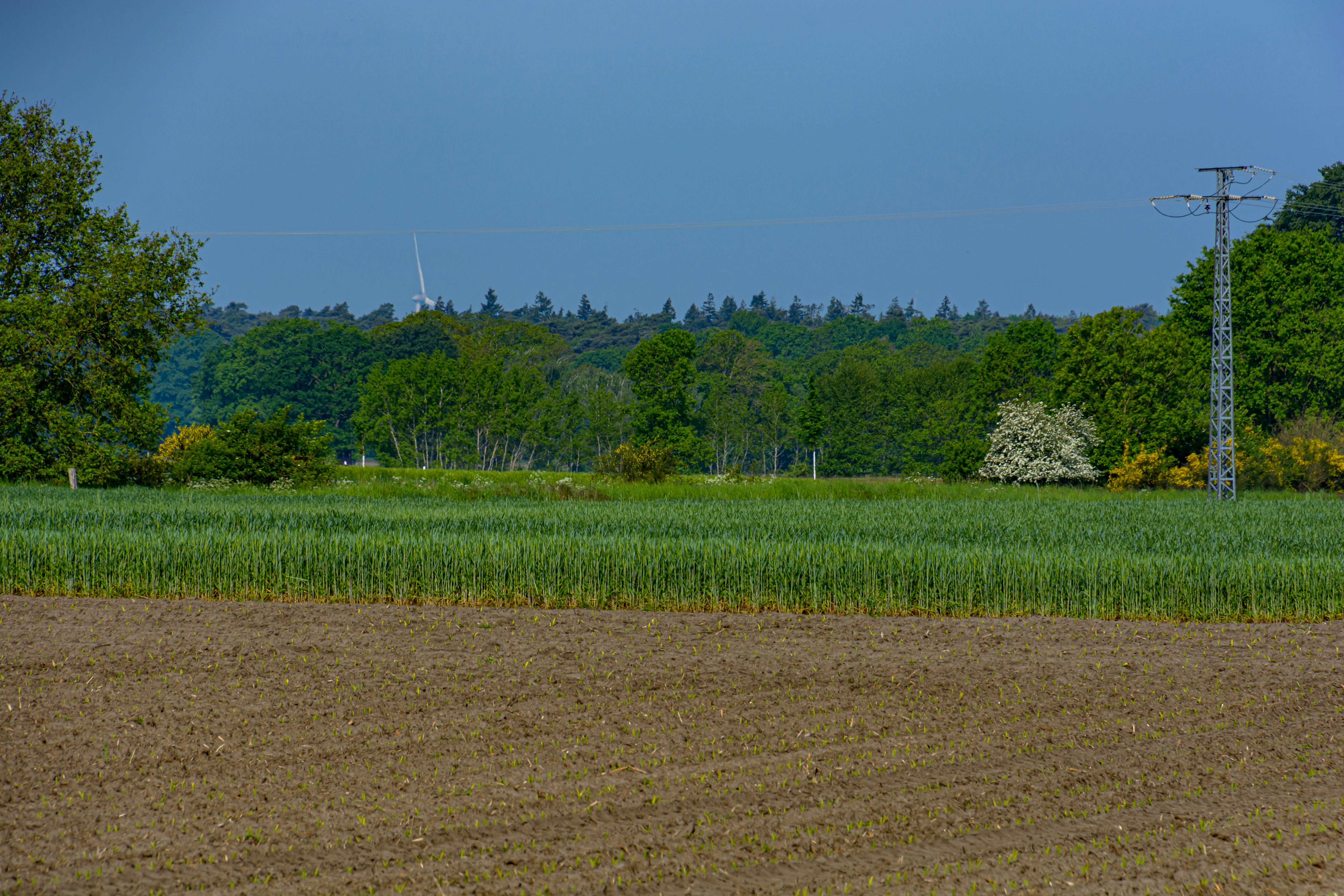 Windmill Silhouette over a Field—Quiet Linear Landscape