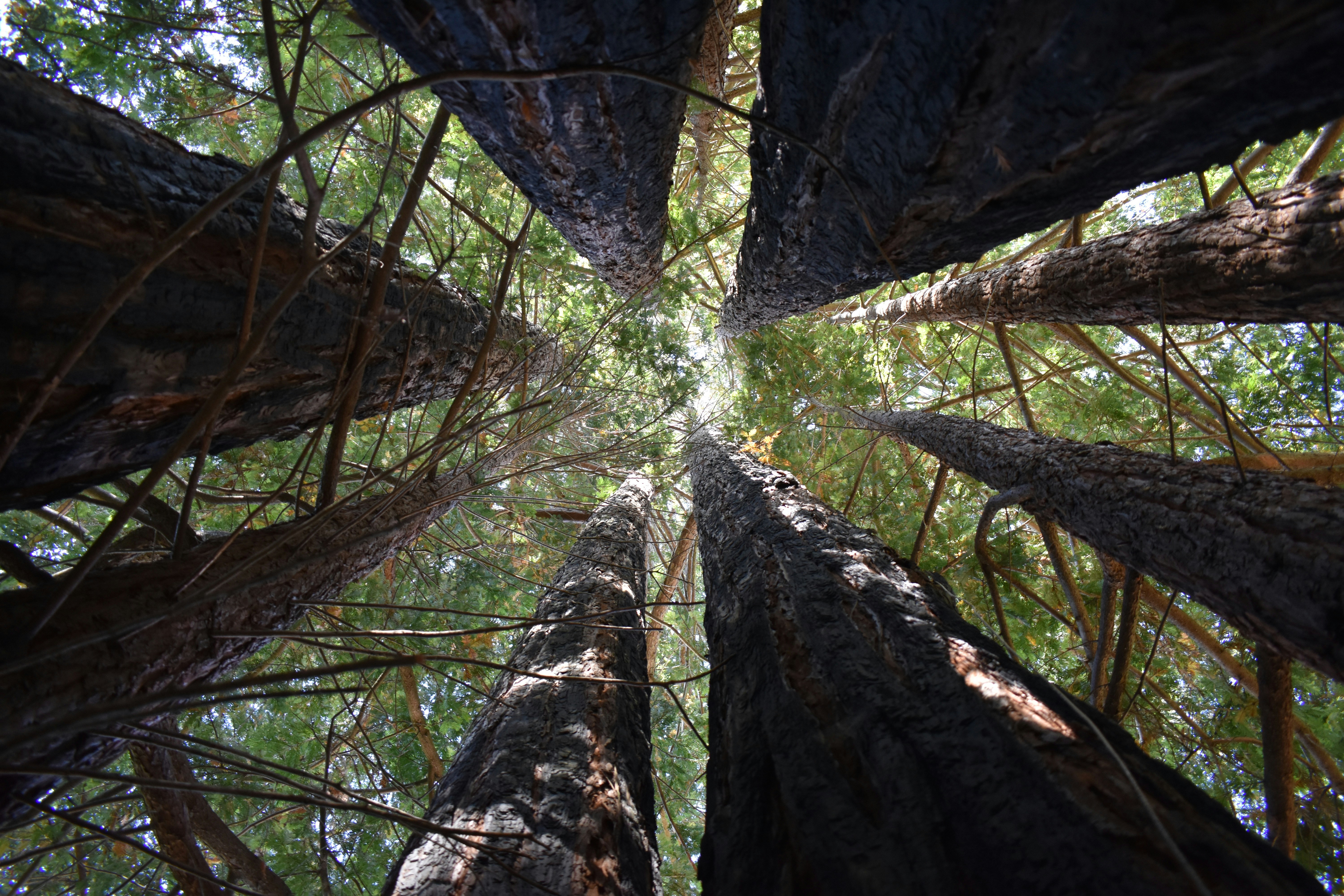 Skyward Convergence: Pines Reaching Toward the Light