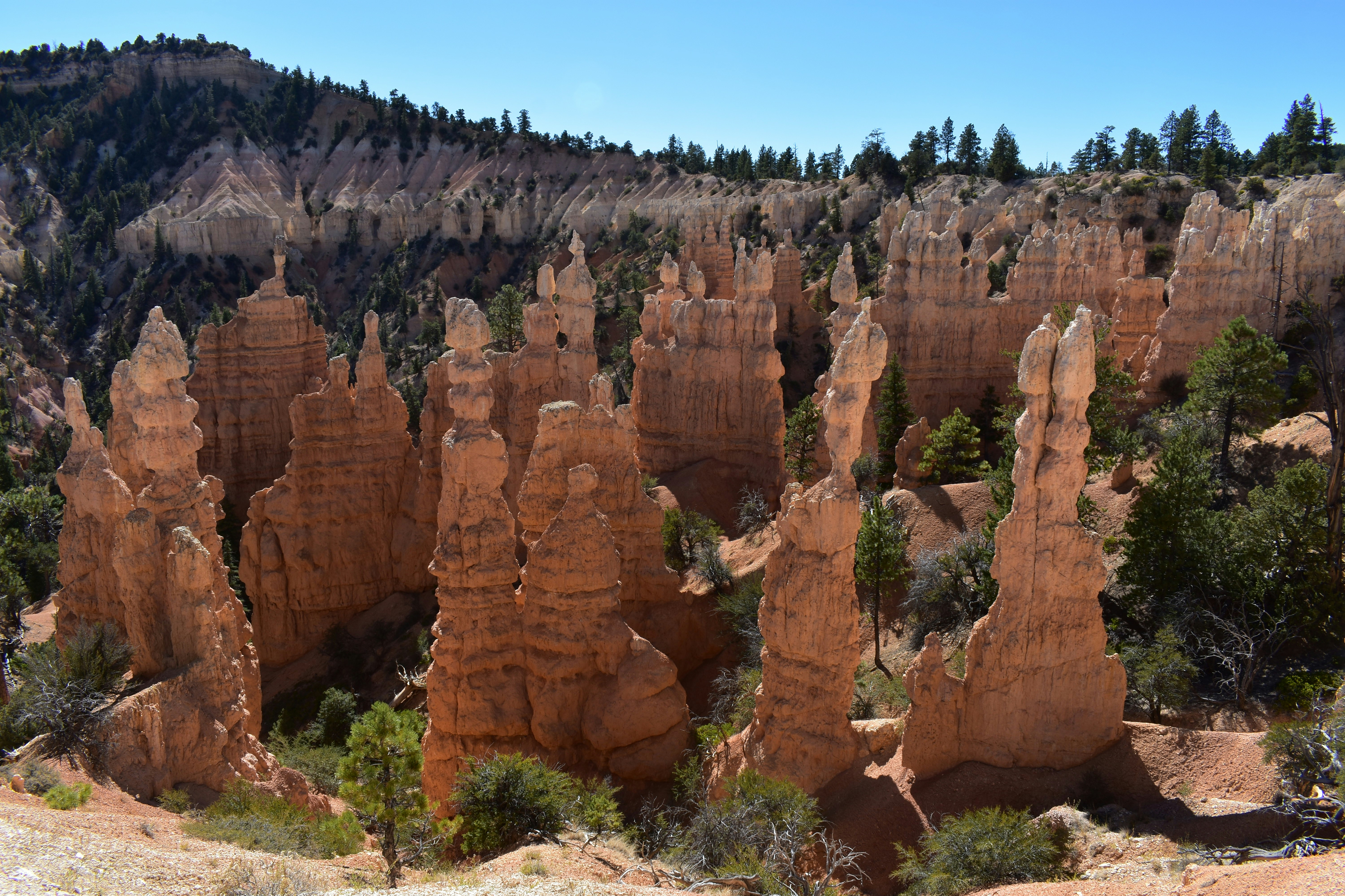 Stone Choir of Bryce-like Spires: A Canyon Silhouette