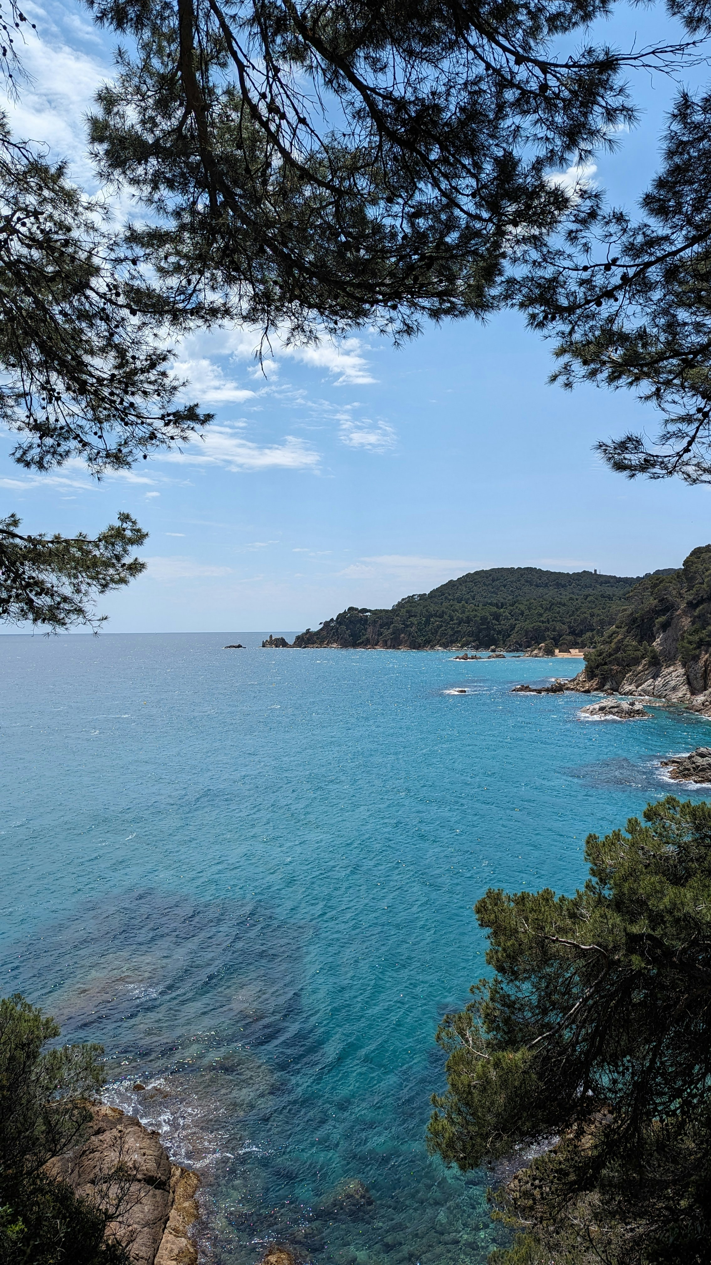 Cove of Blue Silence: A Cliffside Seascape Framed by Pines