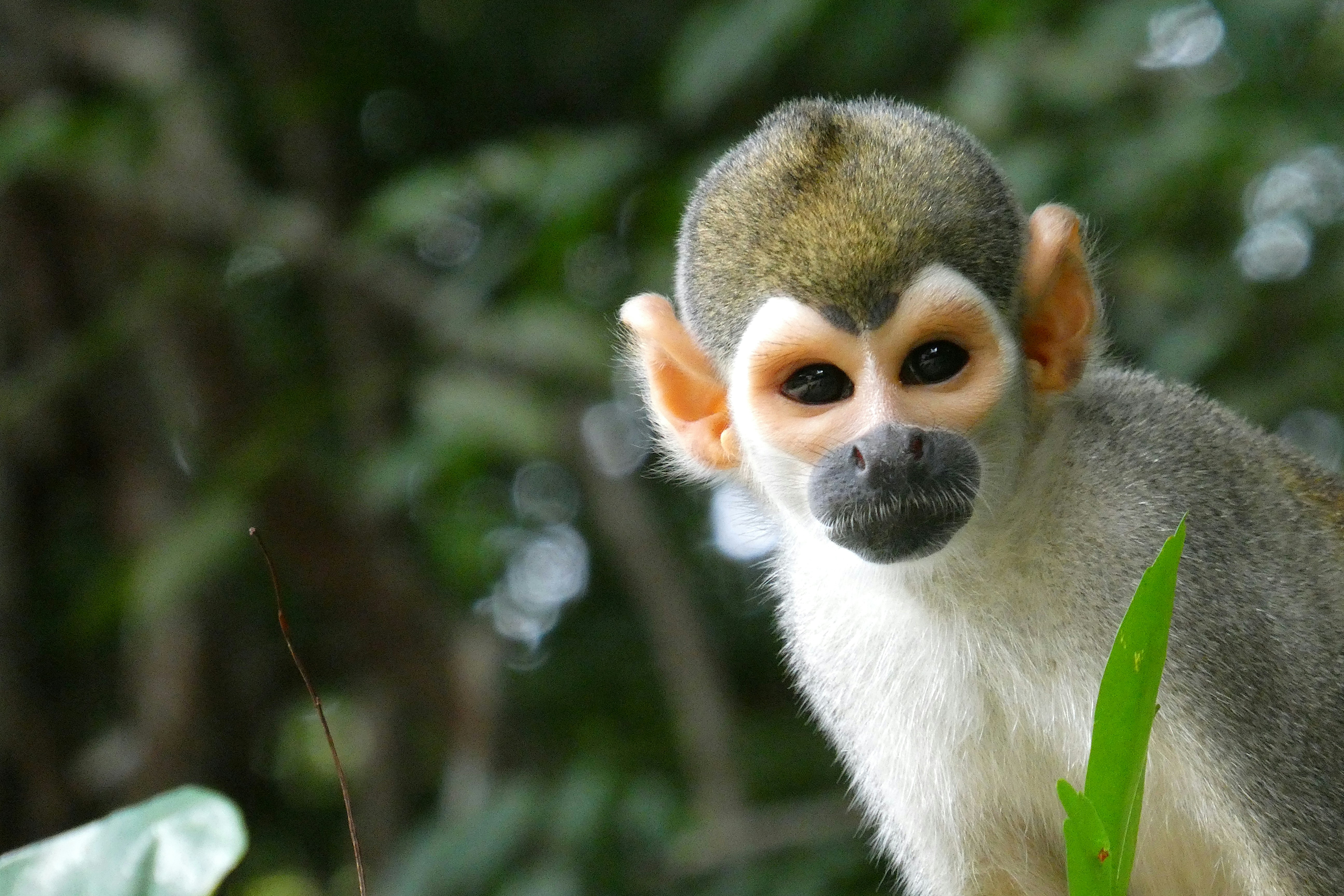 Curious Vantage: A Playful Monkey Pauses Among Green Shadows