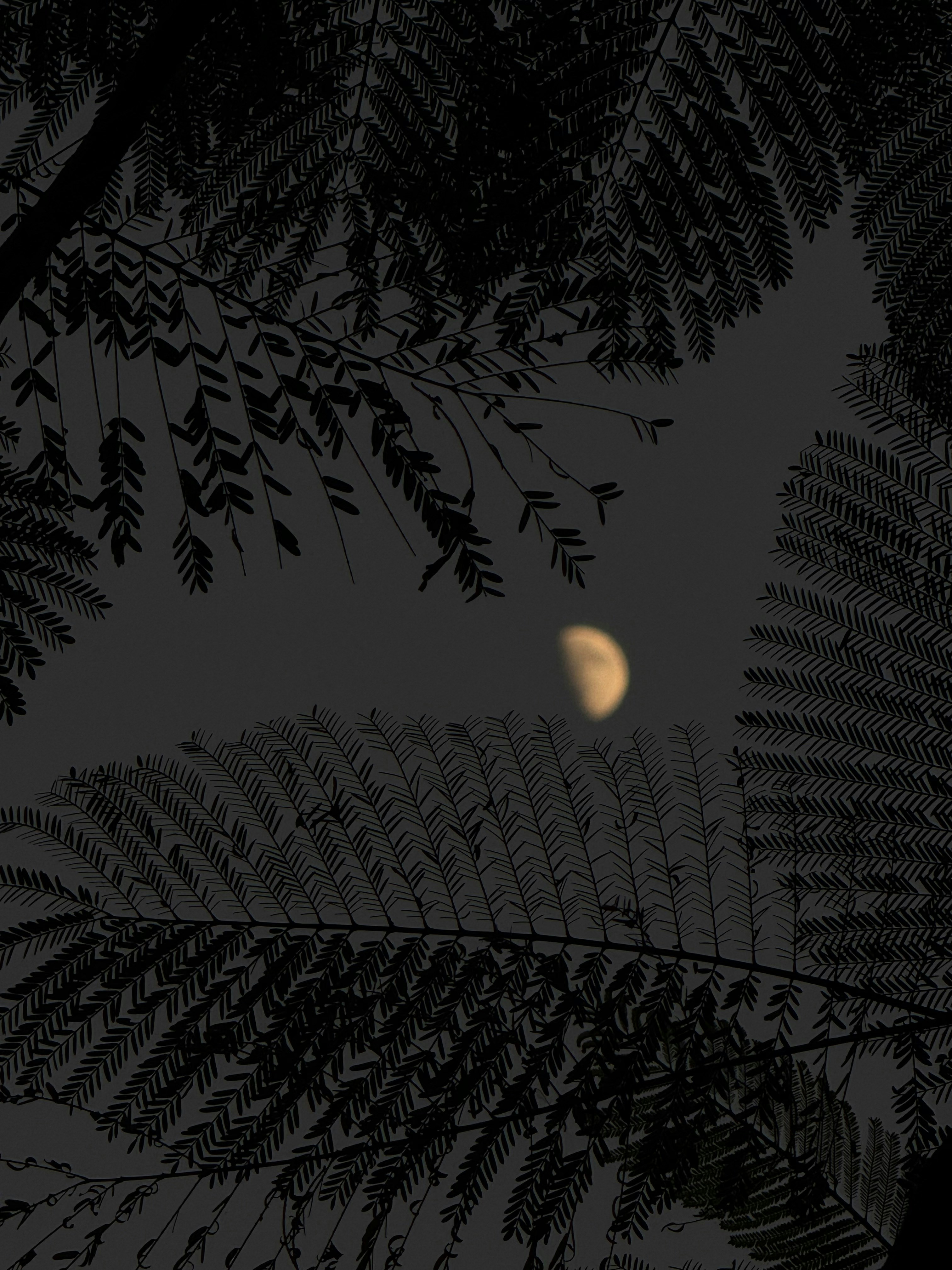 Lunar Glow Through Fern Veil