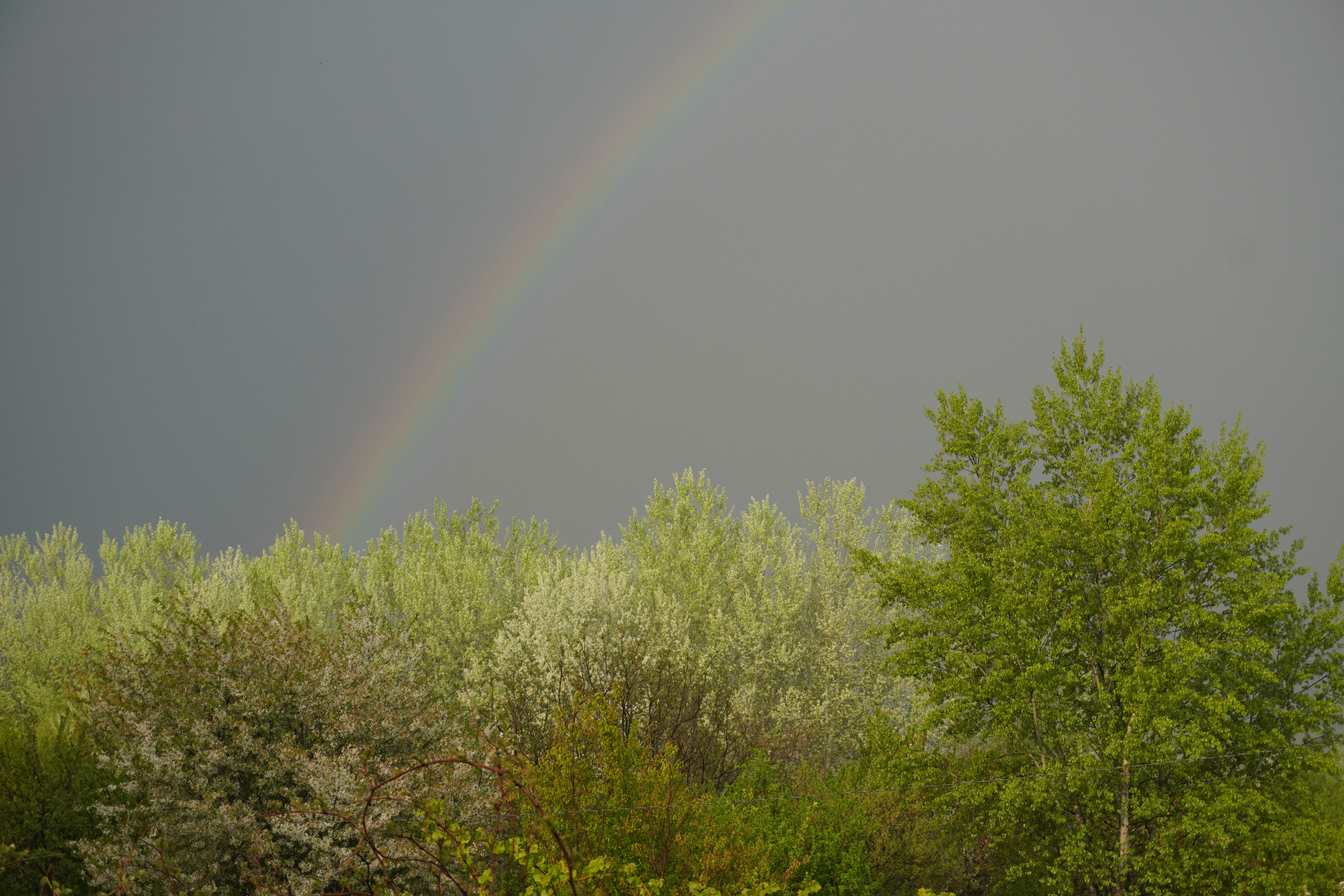 Arc of Light: Rainbow Above a Quiet Woodland