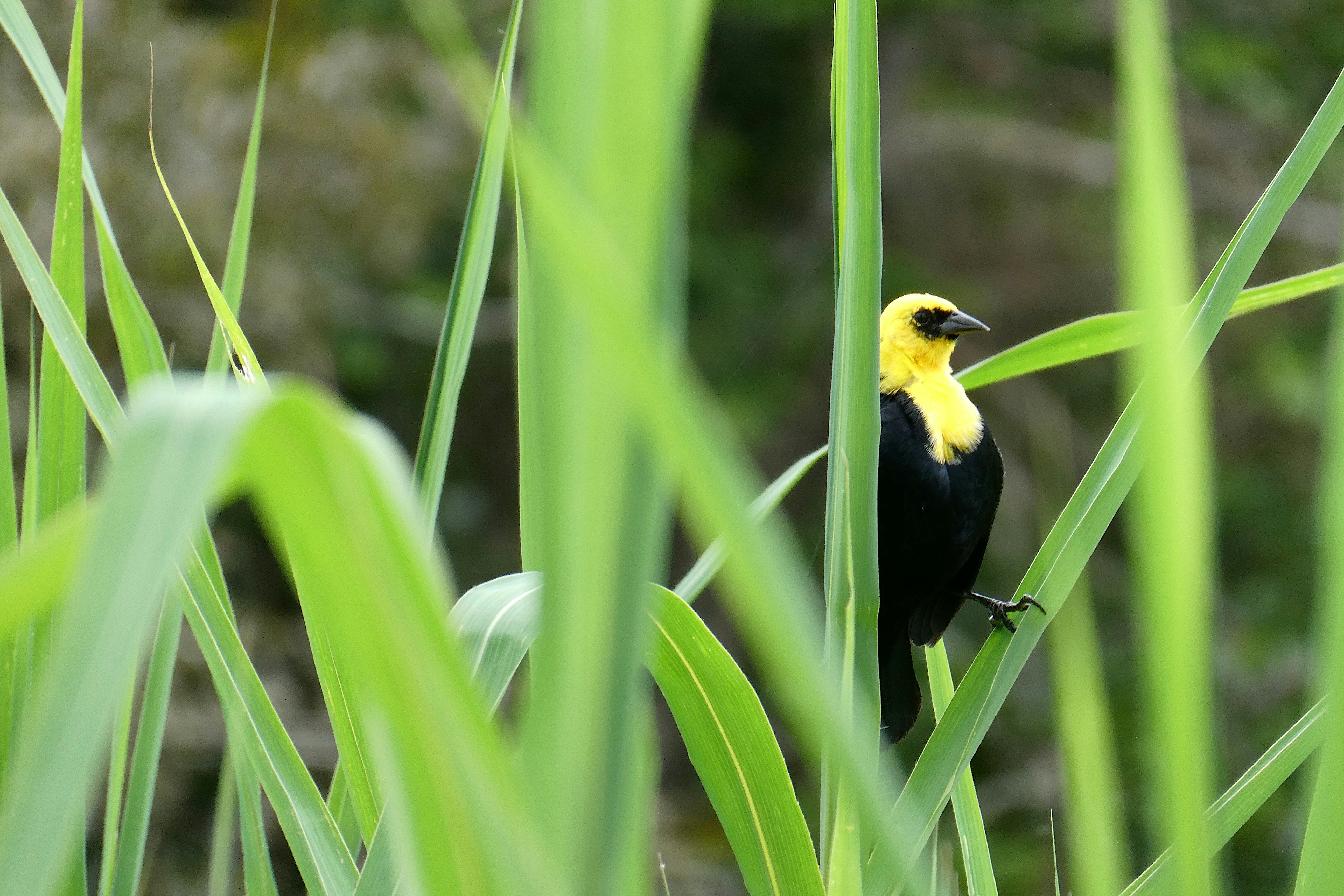 Yellow-crested Blackbird Amid Green Tufts