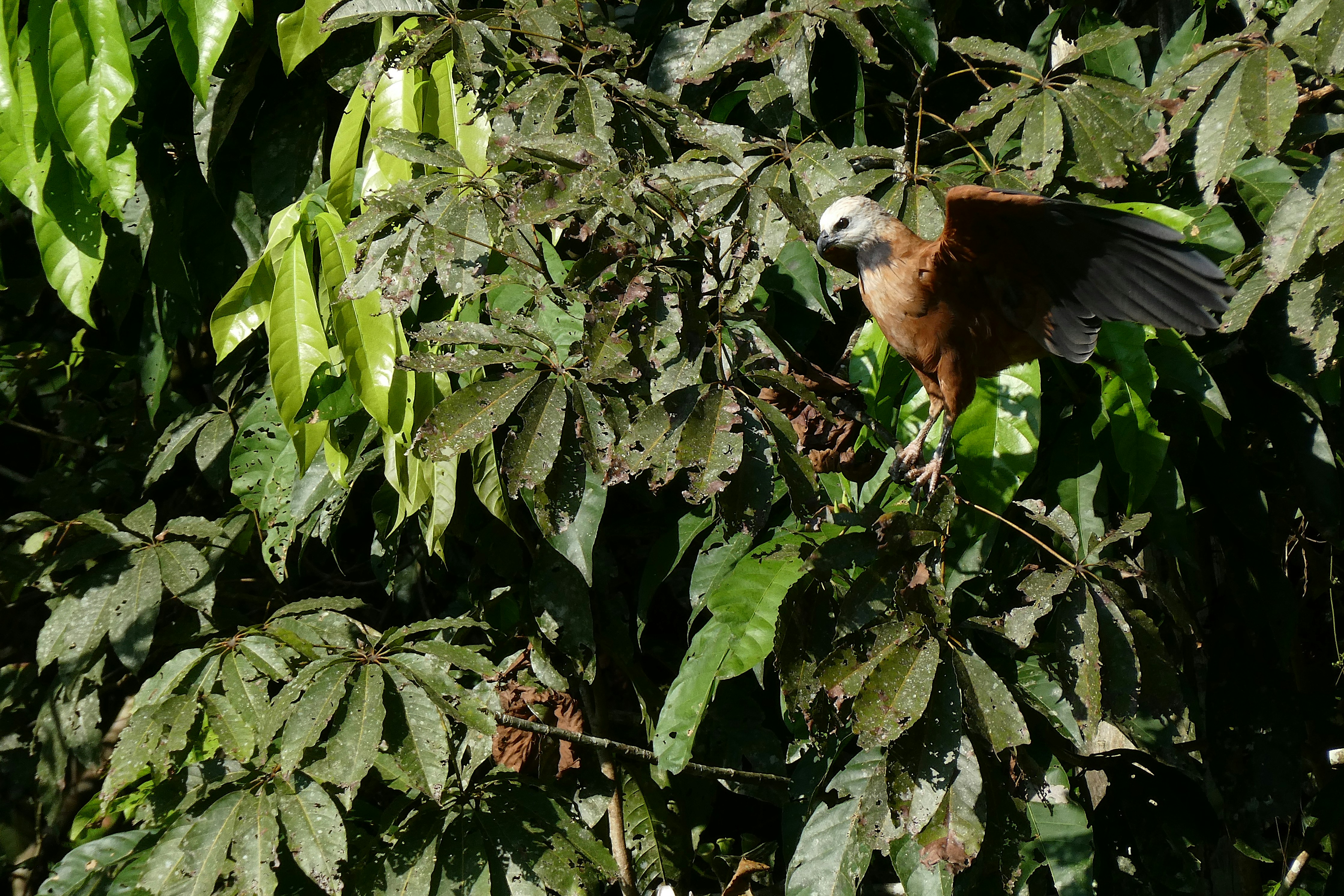 Winged Moment: A Bursting Bird Among Dense Foliage