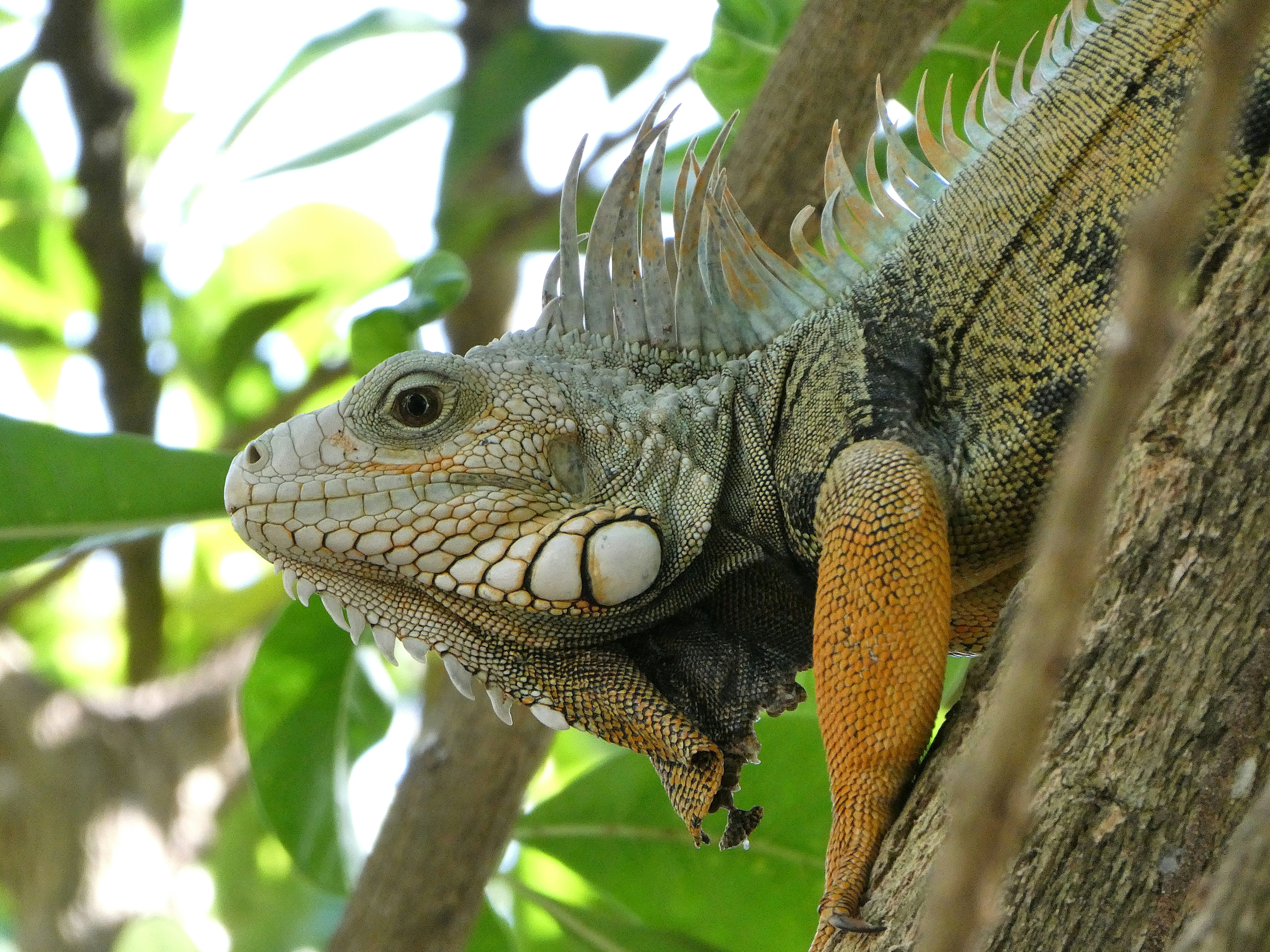Side profile of a textured iguana basking among tropical branches