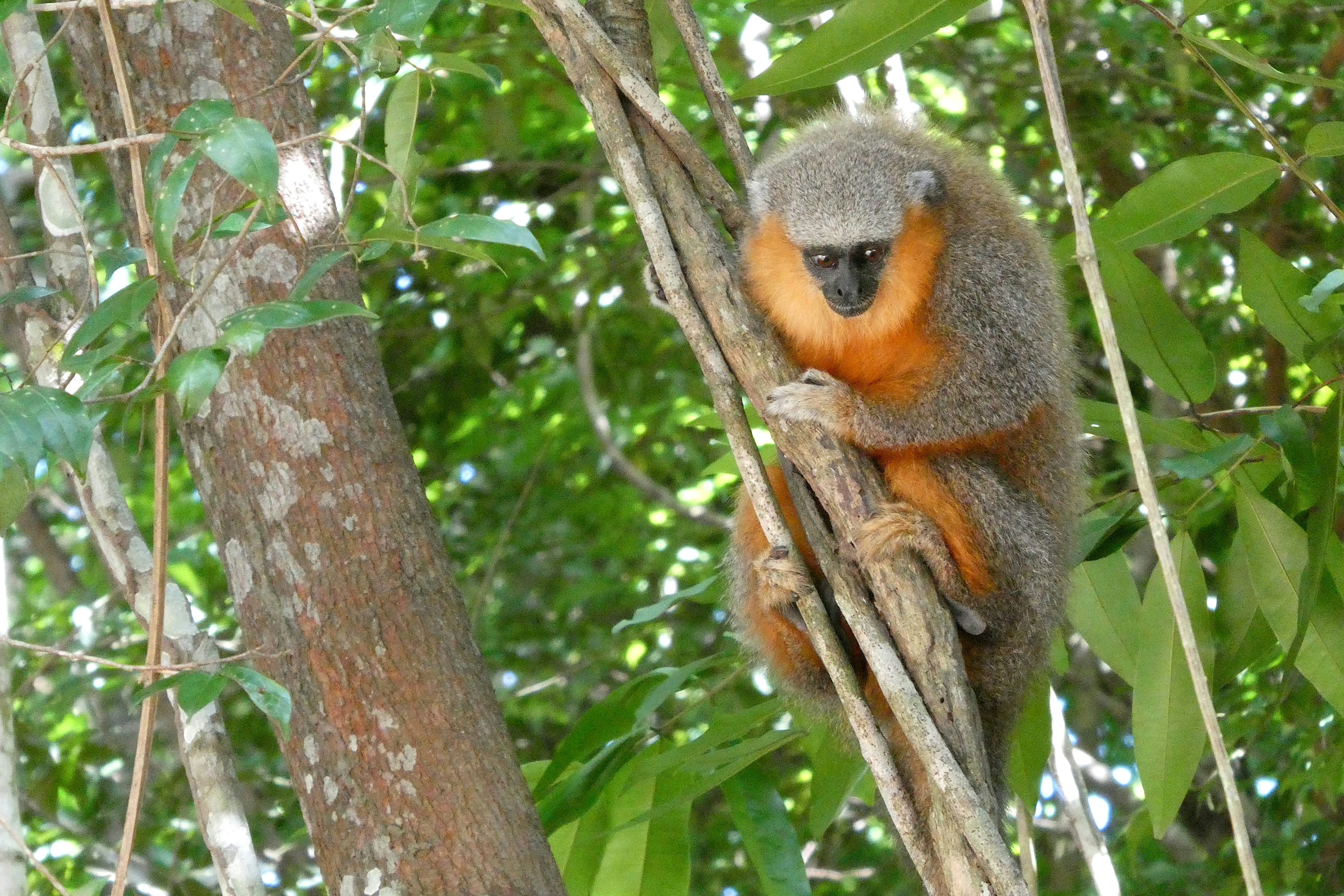Orange-Faced Marmoset Clinging to a Branch in Lush Greenery