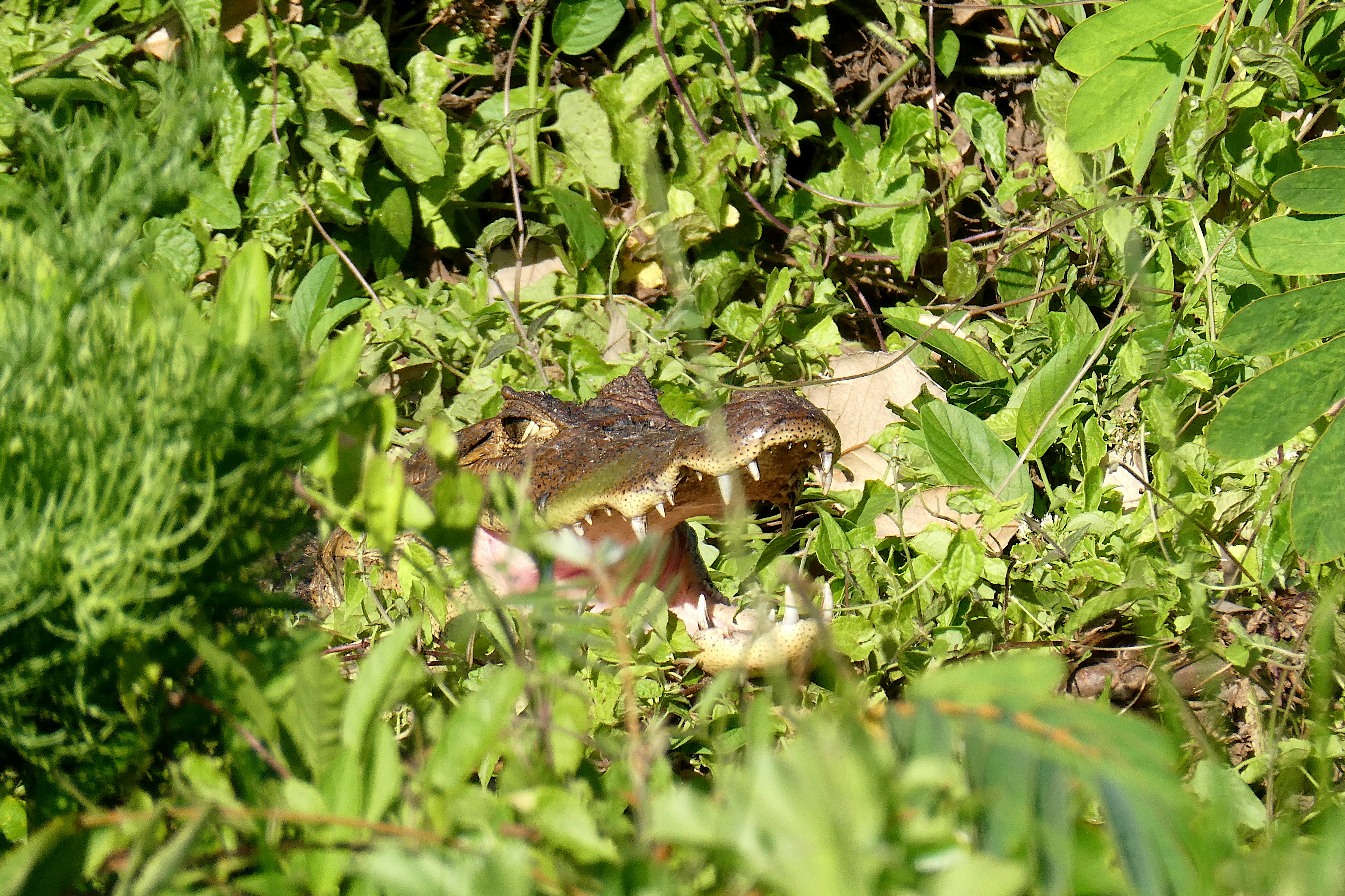 Hidden Predator Emerges: Crocodile in Green Ambush