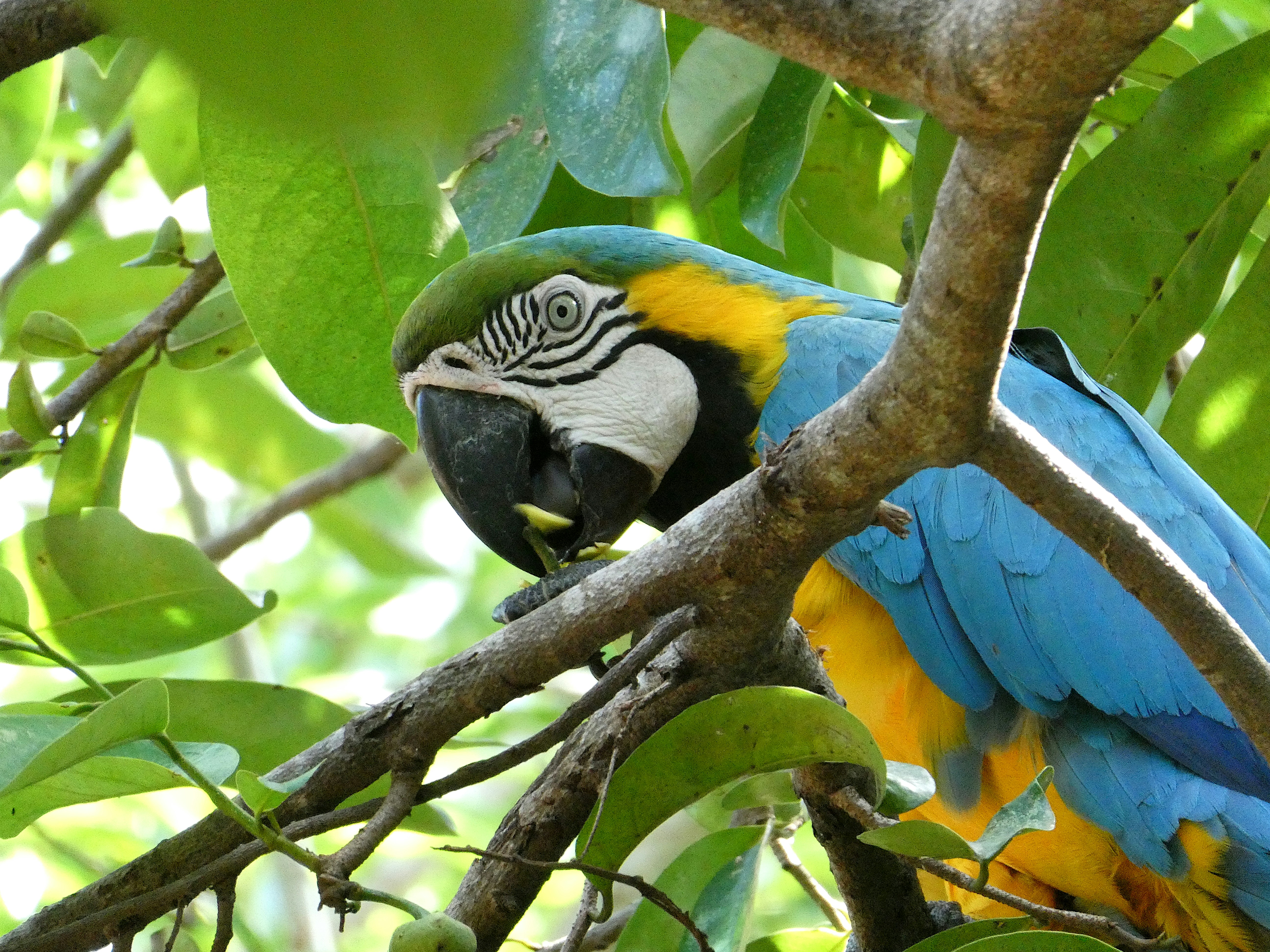 Emerald Crest: A Blue-and-Gold Macaw Among Branches