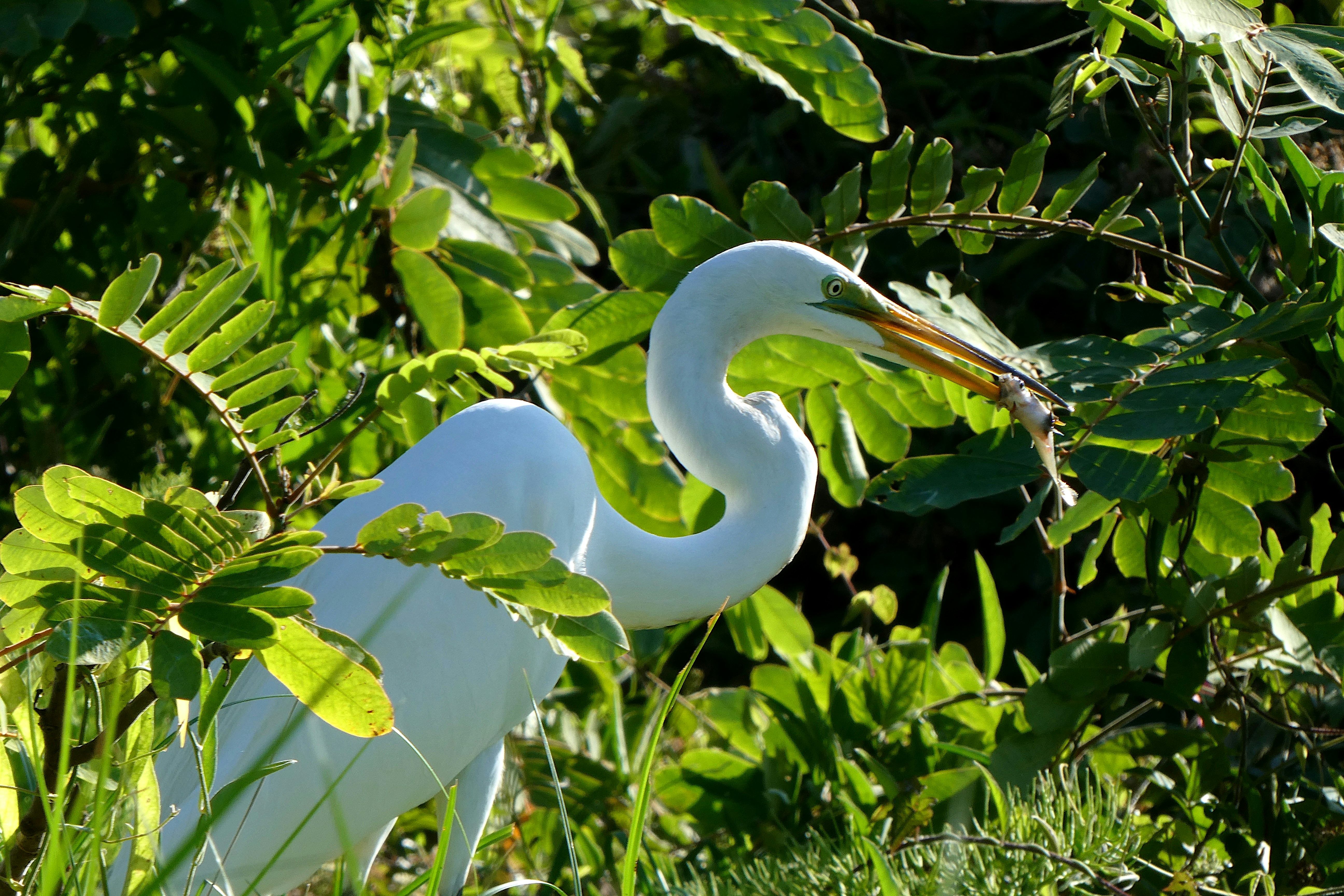 Emerald Stalk: A Great Egret Halts in Dense Foliage