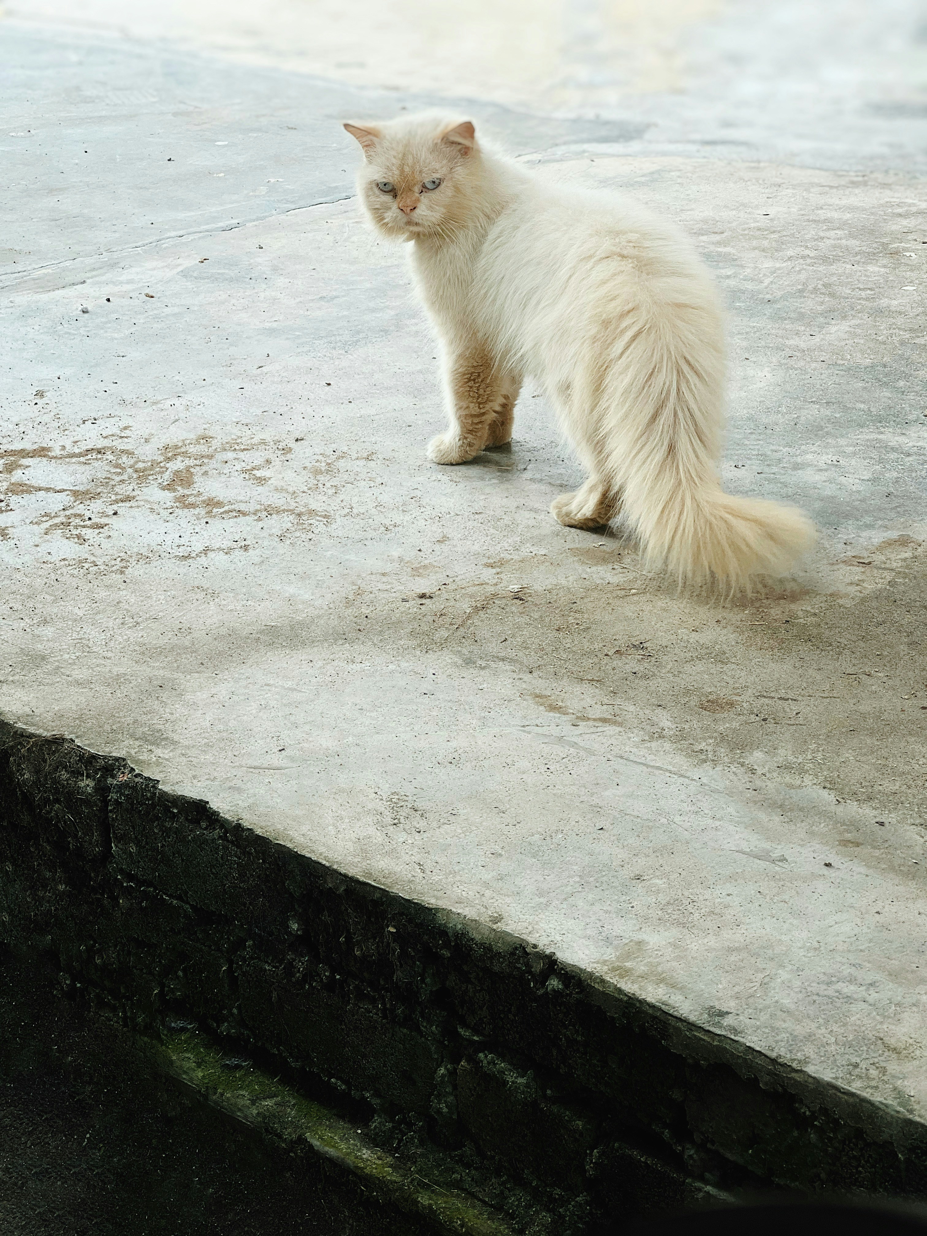 Isolated Cream-Coloured Cat on Weathered Concrete