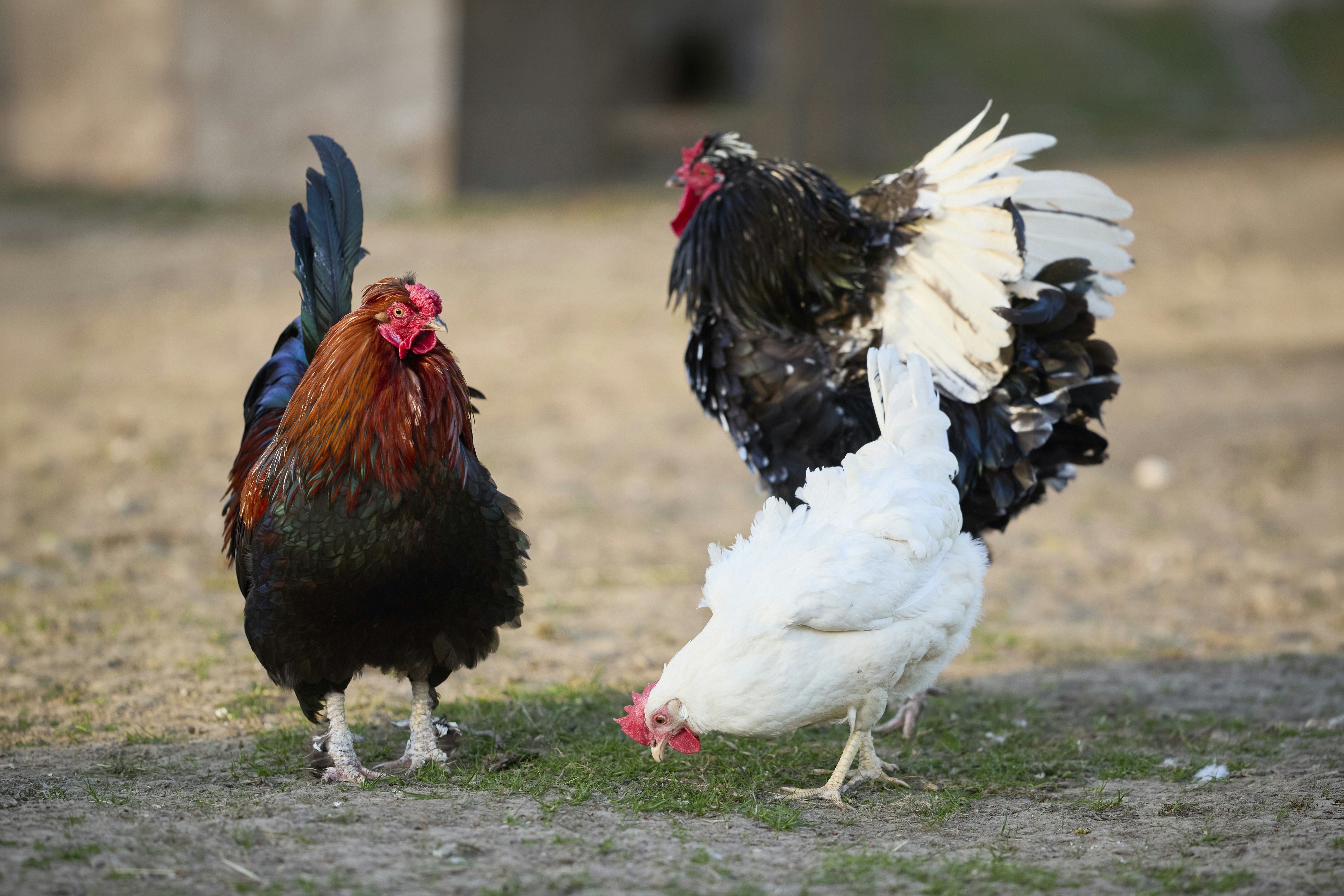 Feathered Duel: Roosters Posture and Play on Dusty Ground