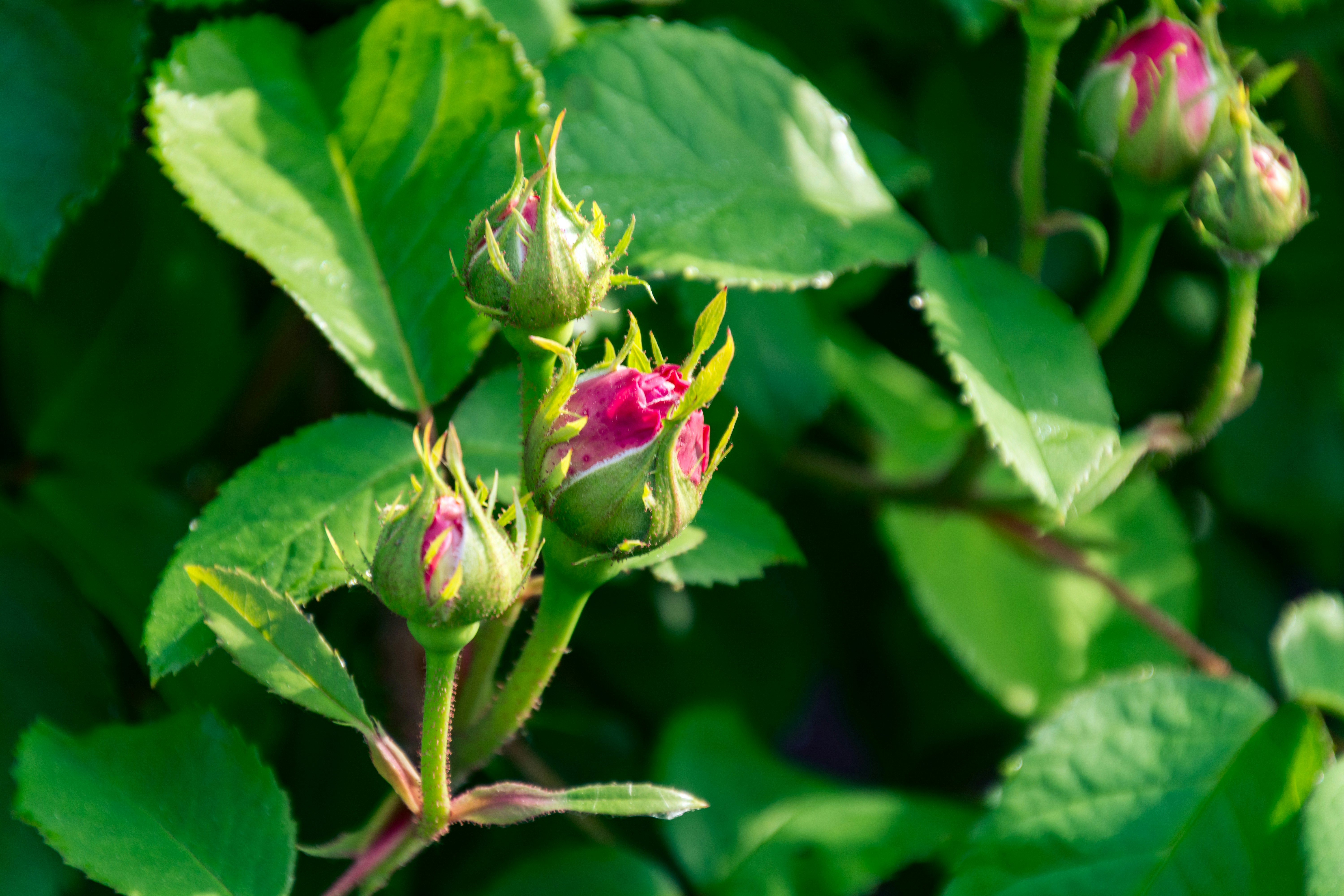 Tender Rosebuds Emerging in Velvet Green