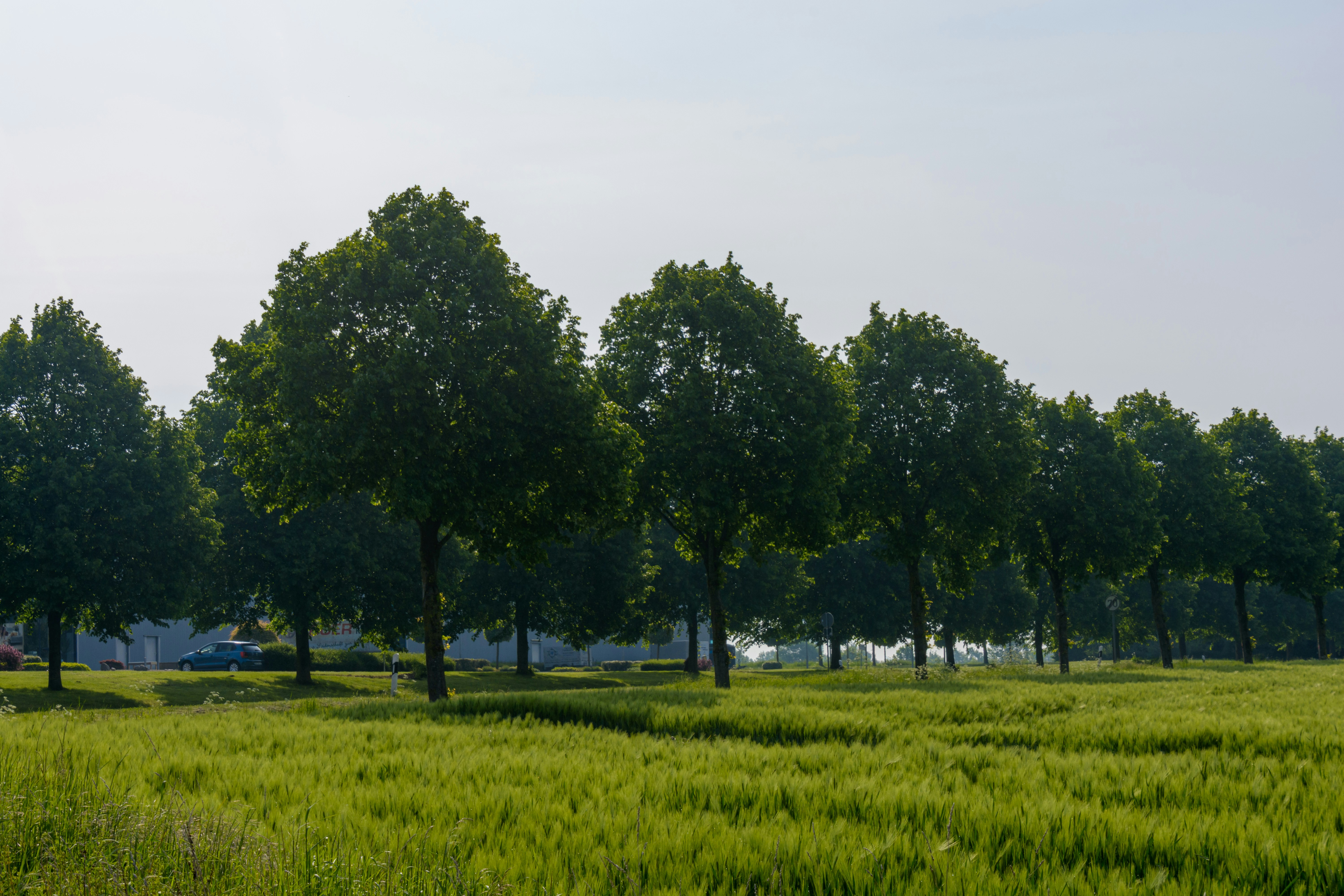 Row of Aged Oaks Over a Velvet-green Field