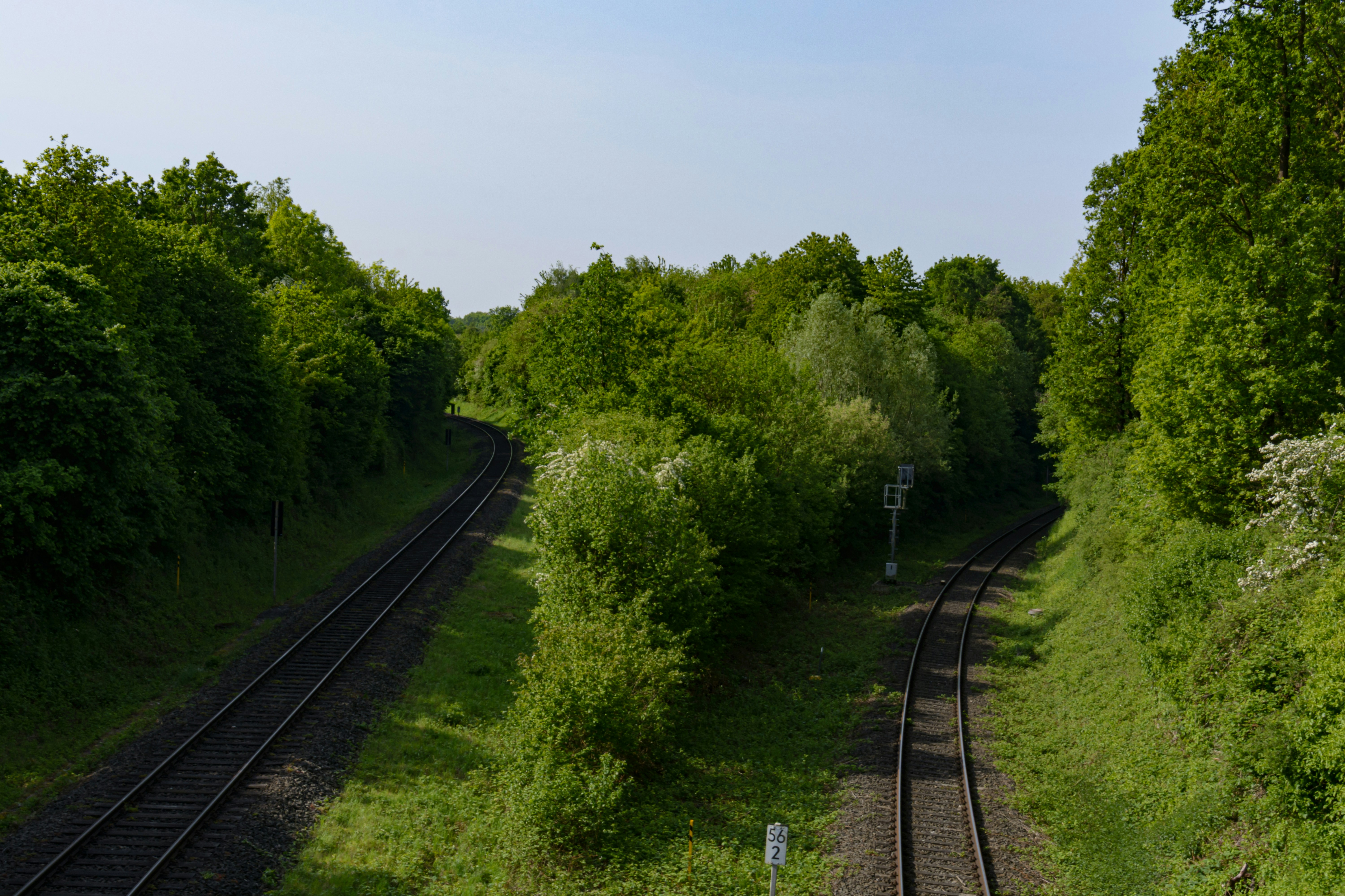 Railway Divergence: A Tree-Lined Crossing into the Horizon