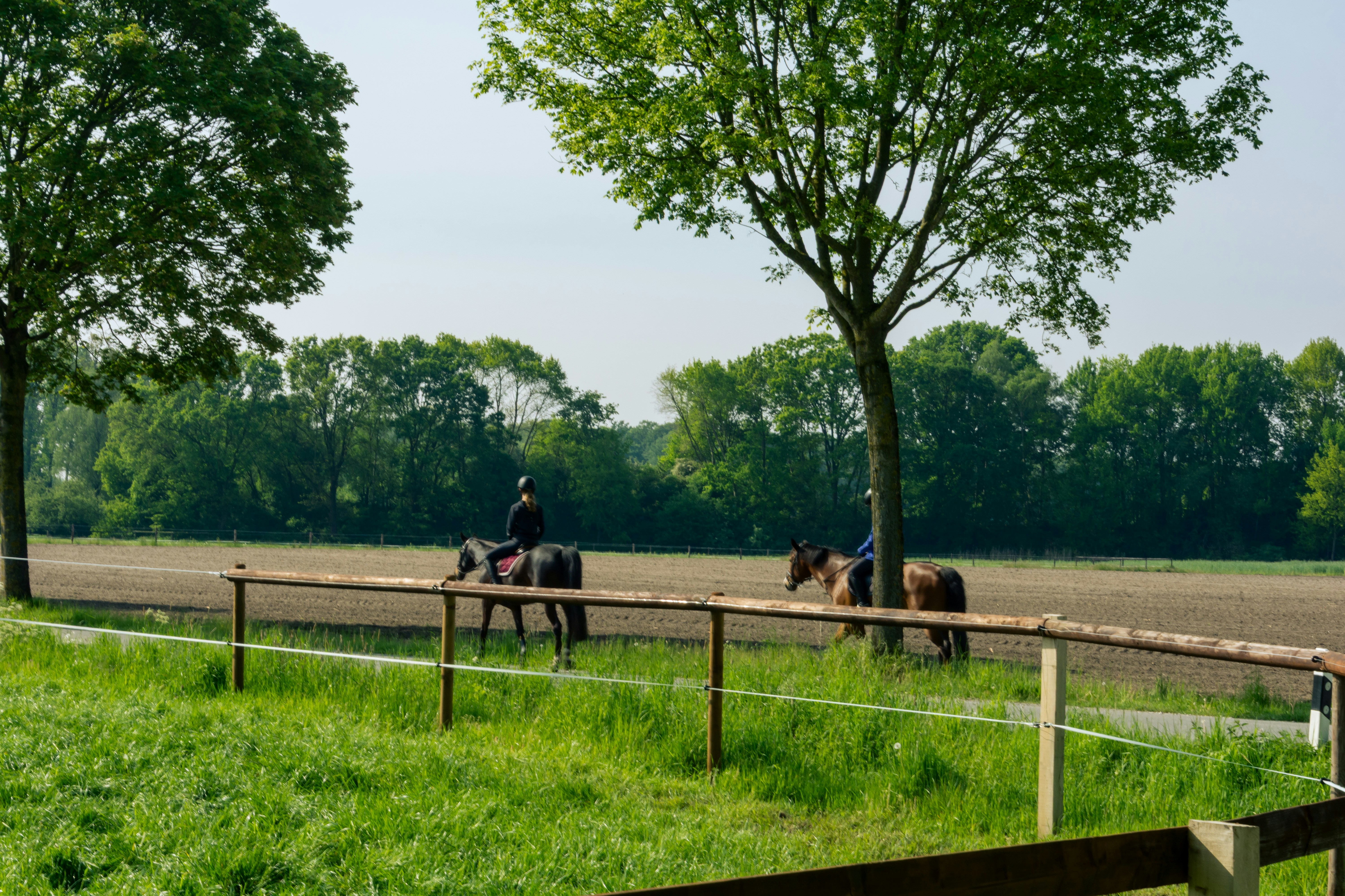 Pasture Ride: A Rider and Pony Beneath the Orchard Shade