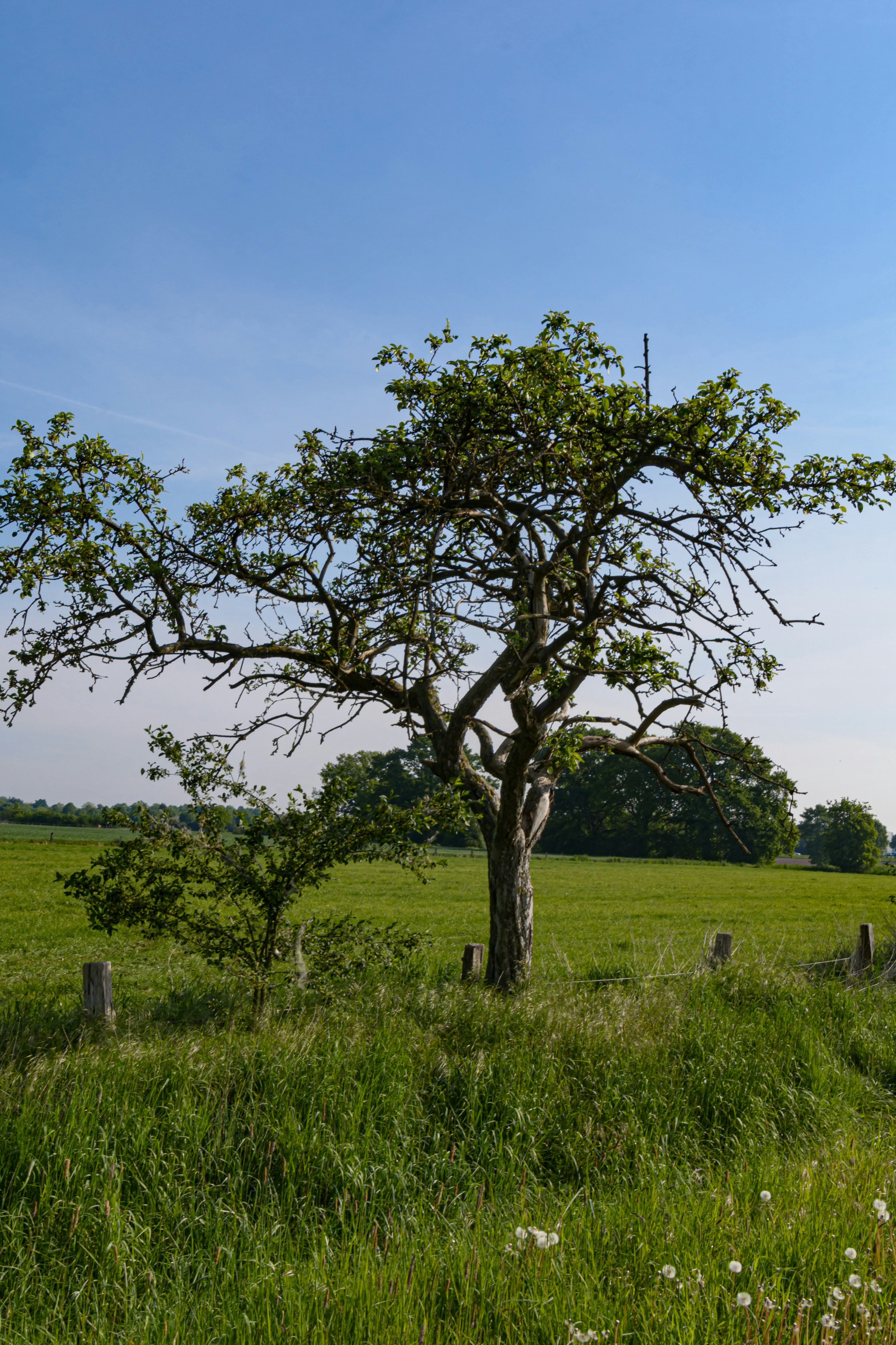 Gnarled Shade: A lone tree in a sunlit meadow