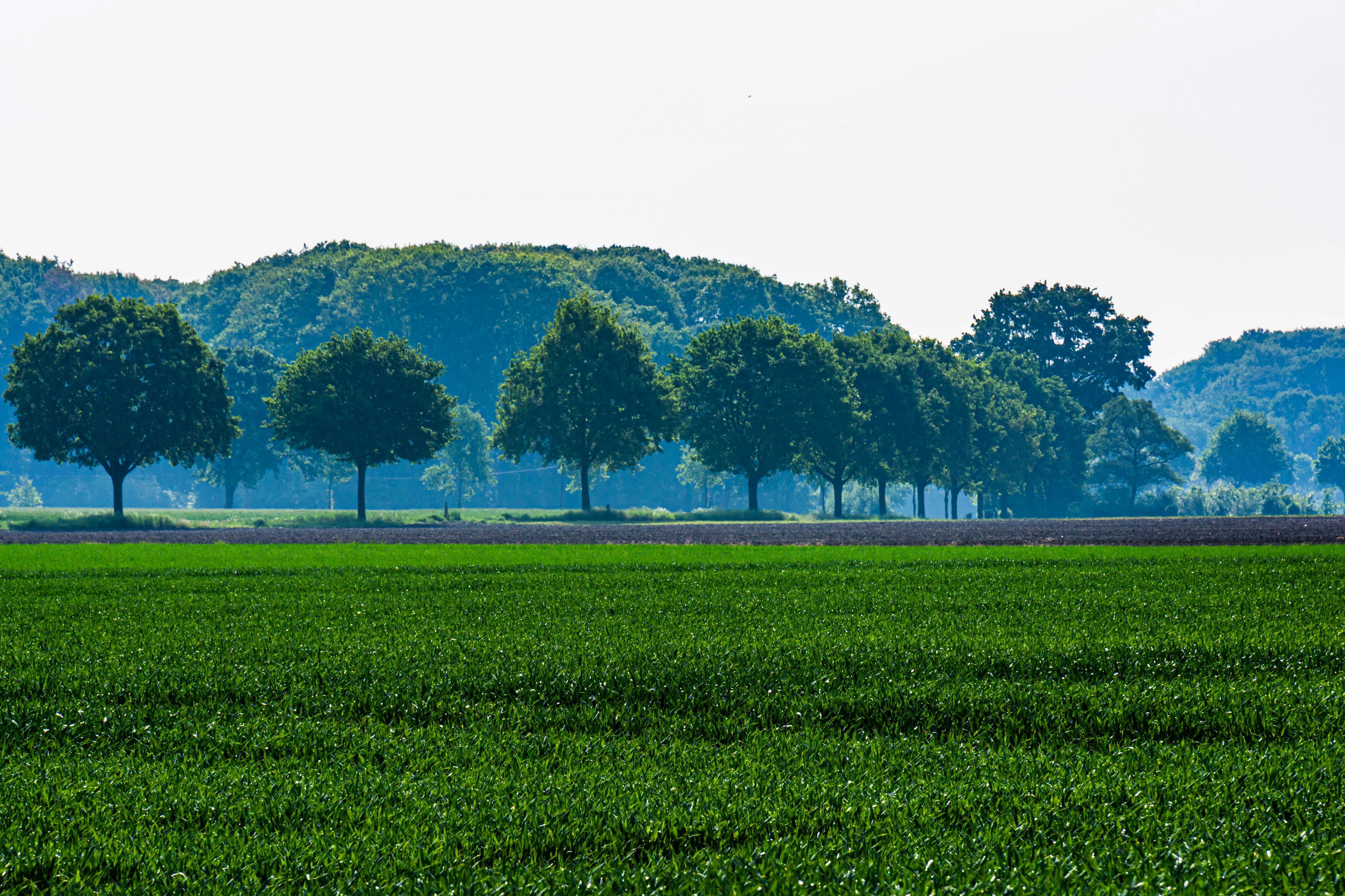 Rows of Green Field Leading to a Line of Shadowed Trees