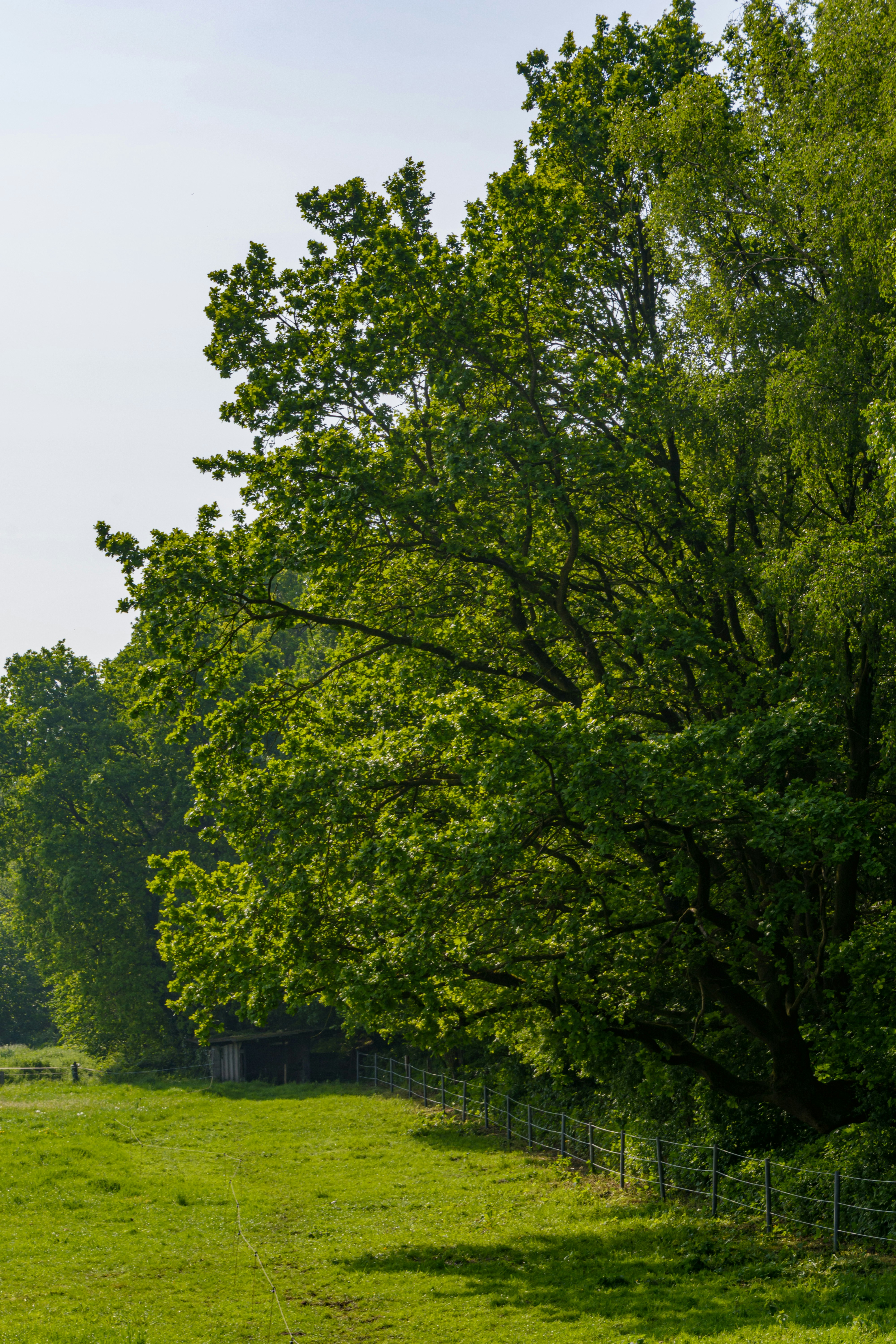 Sunlit Oak Canopy Over a Meadow Fence