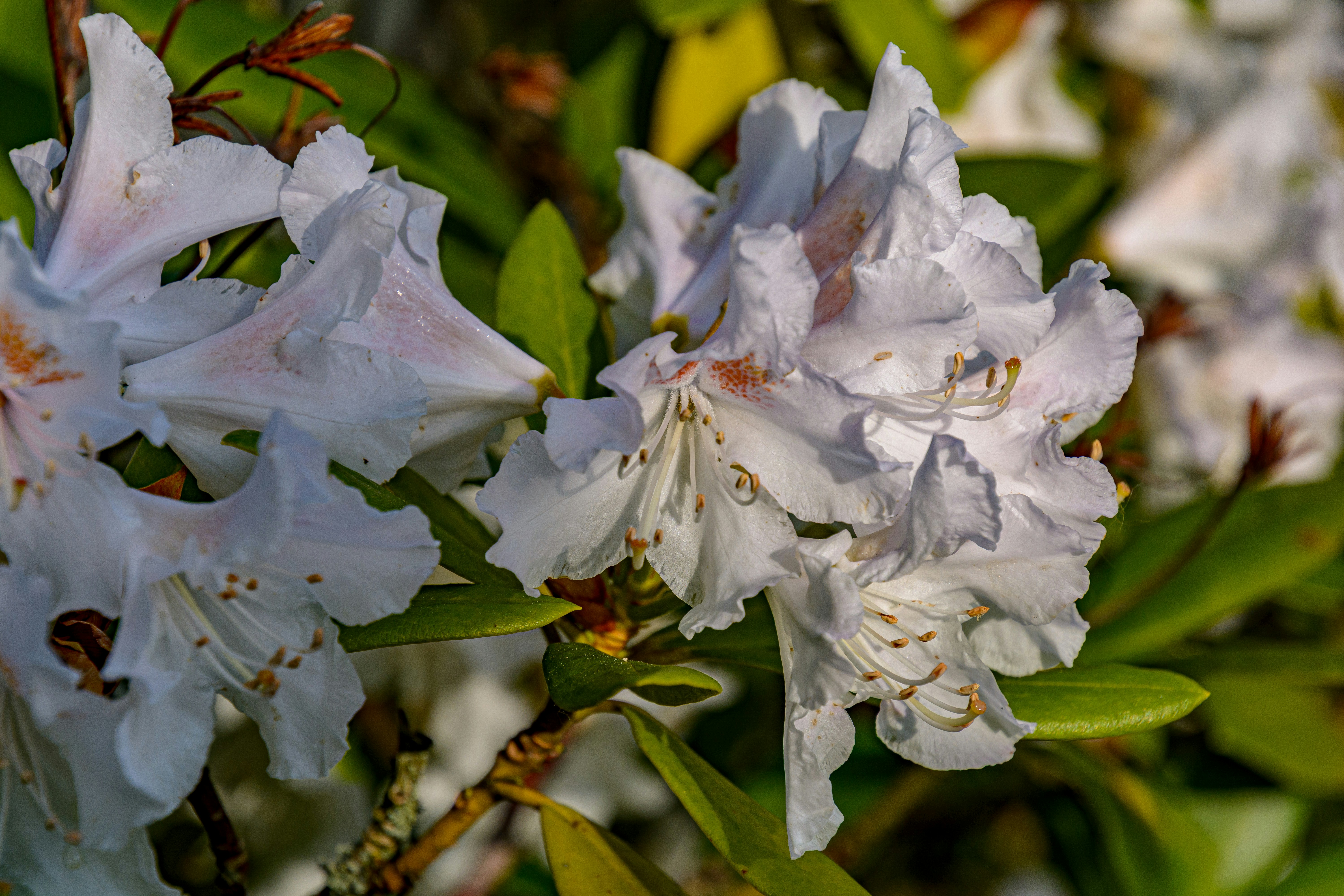 White azalea cluster in sunlit garden