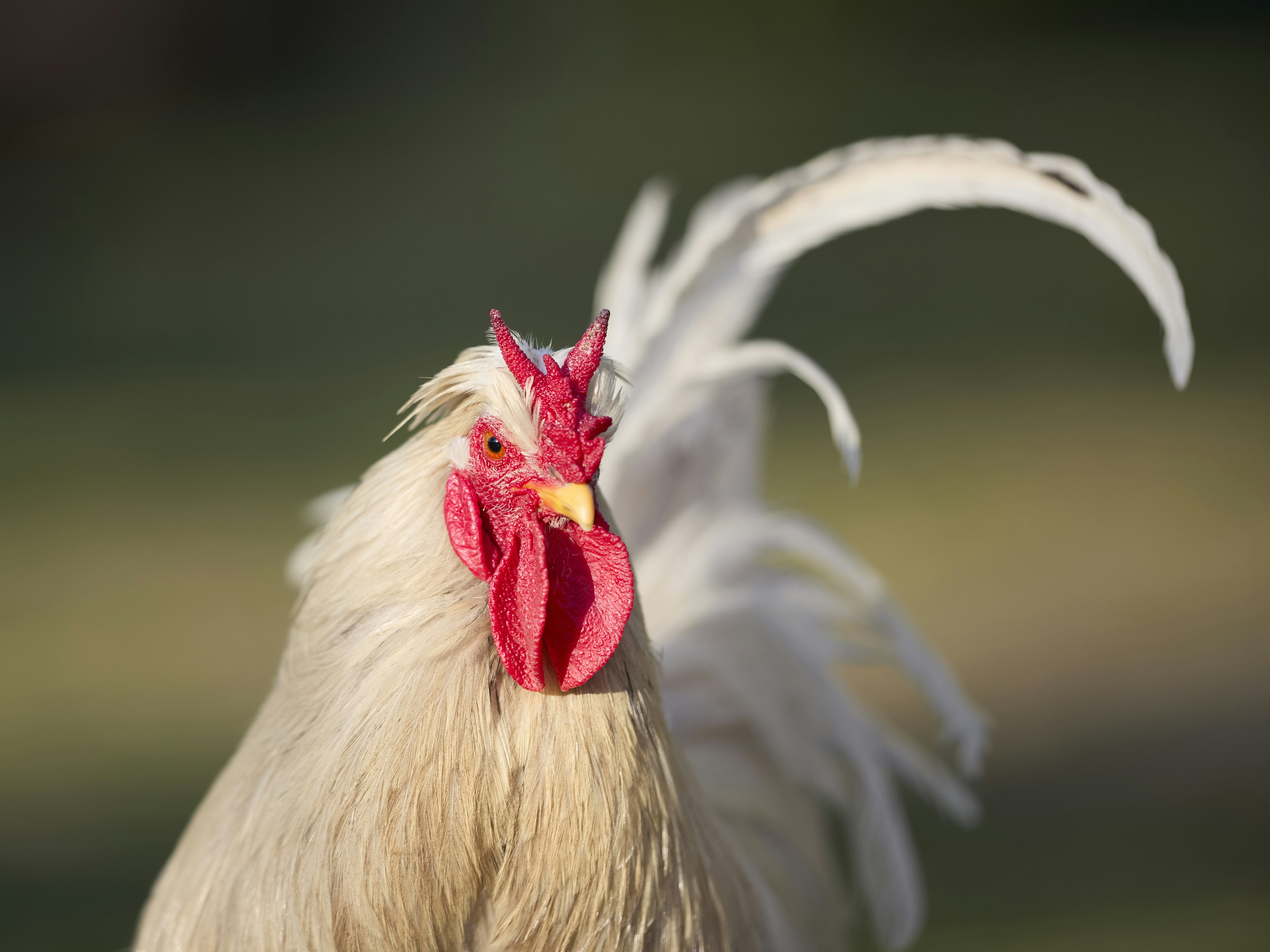 Rooster’s Crimson Crest: Portrait in Warm Evening Light