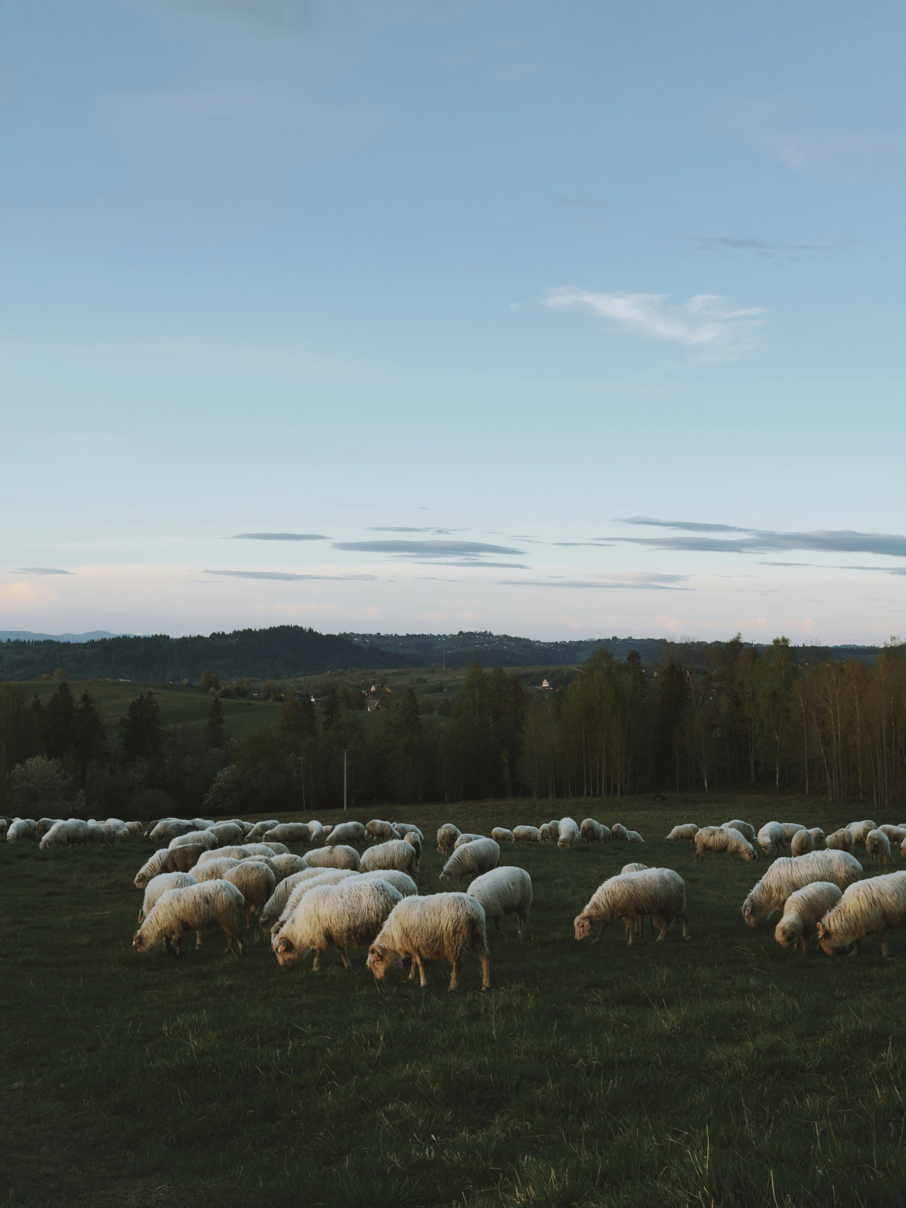 Pasture Chorus at Dusk