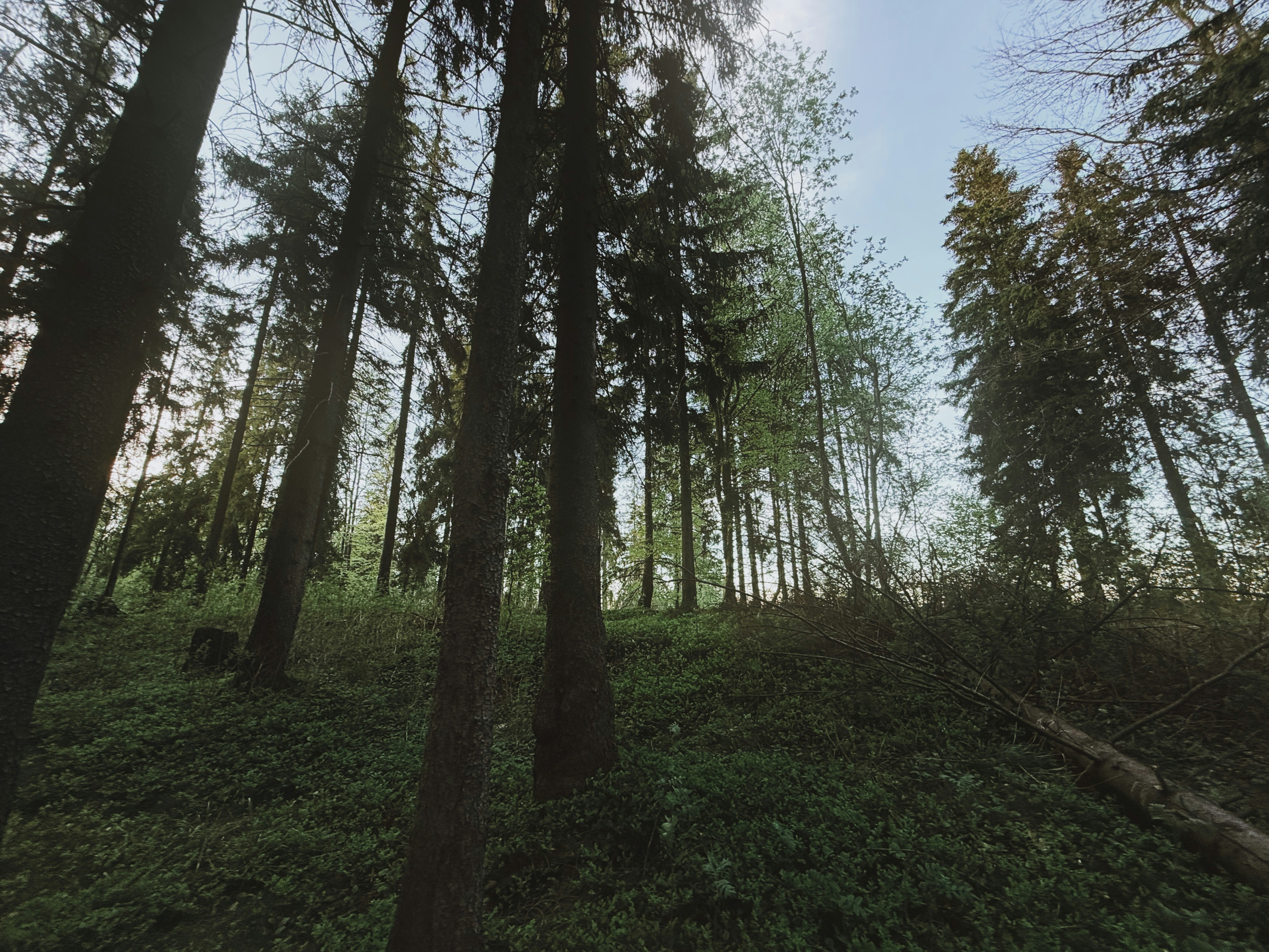 Forest Rising: Sunlit trunks in a quiet undergrowth